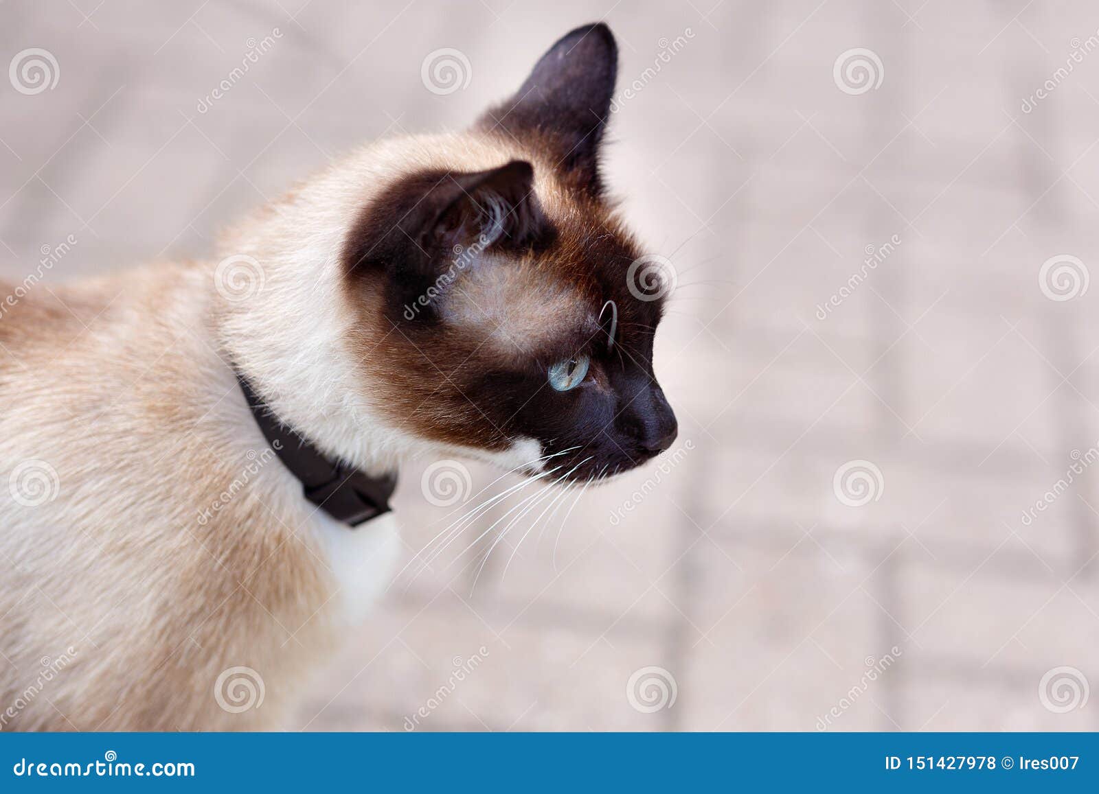 Siamese Cat Muzzle in Profile Stock Photo - Image of muzzle, eyes ...