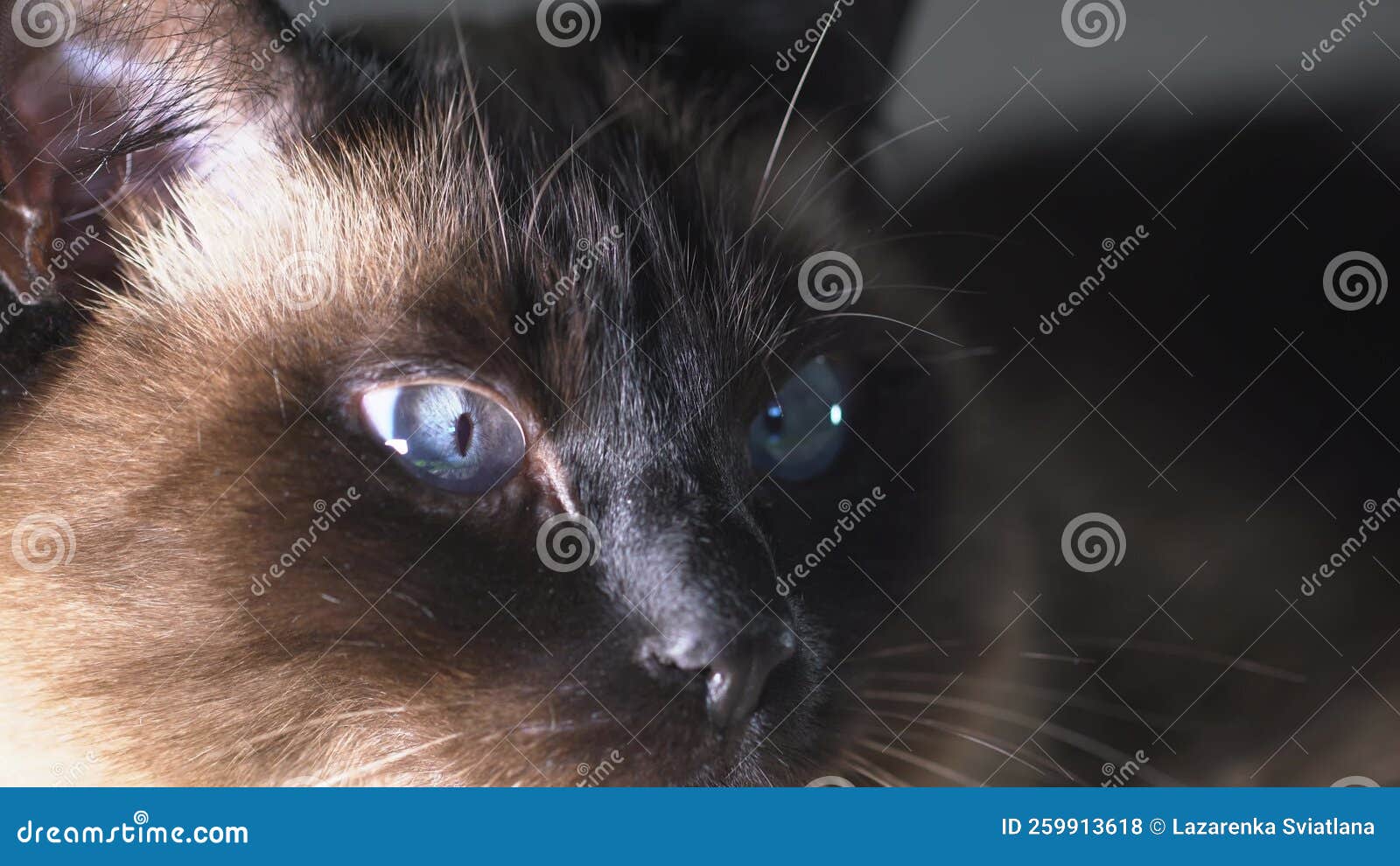 The Muzzle of a Siamese Cat Close-up. Stock Footage - Video of face ...