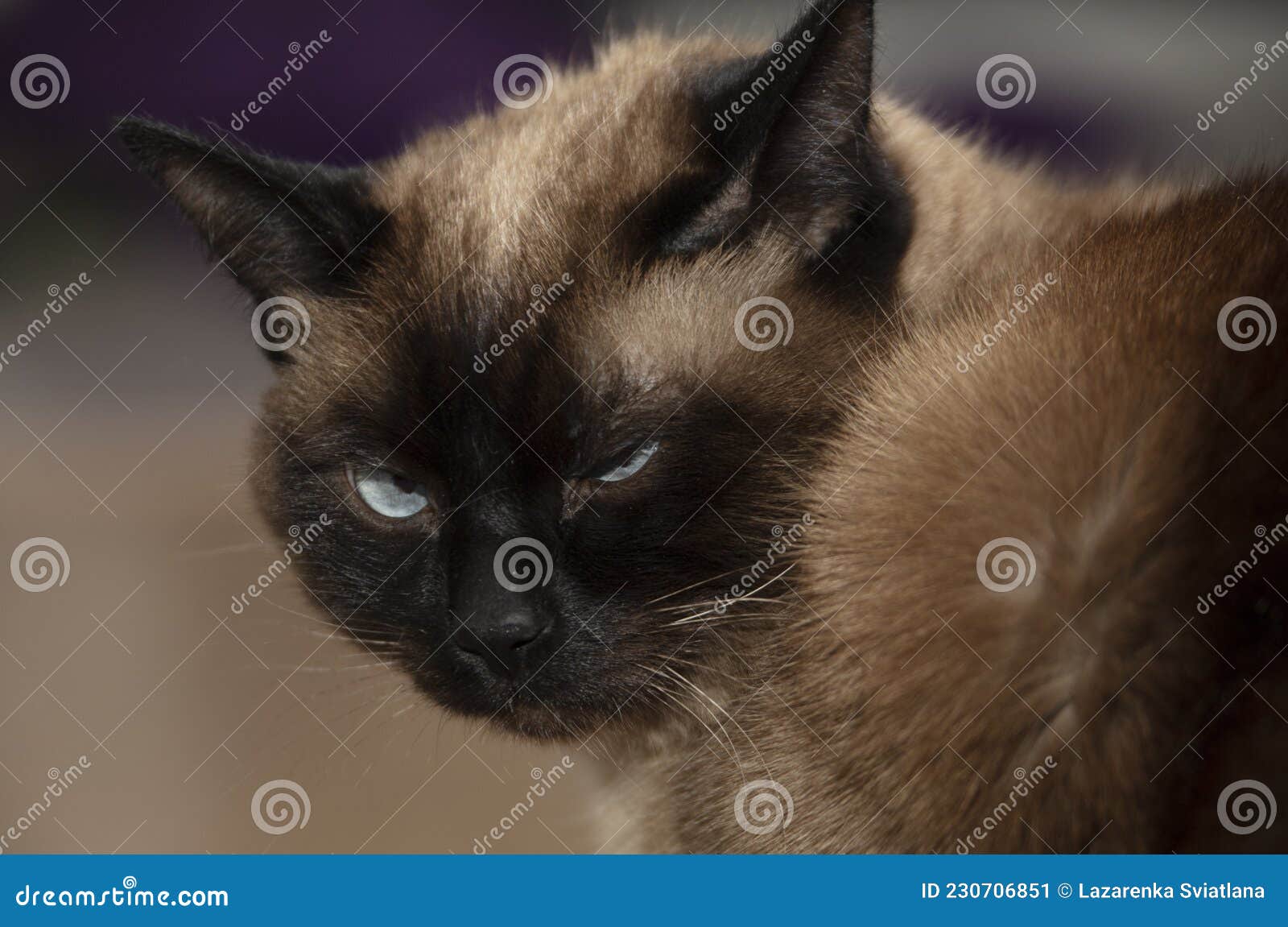 The Muzzle of a Siamese Fluffy Cat Stock Image - Image of siamese ...