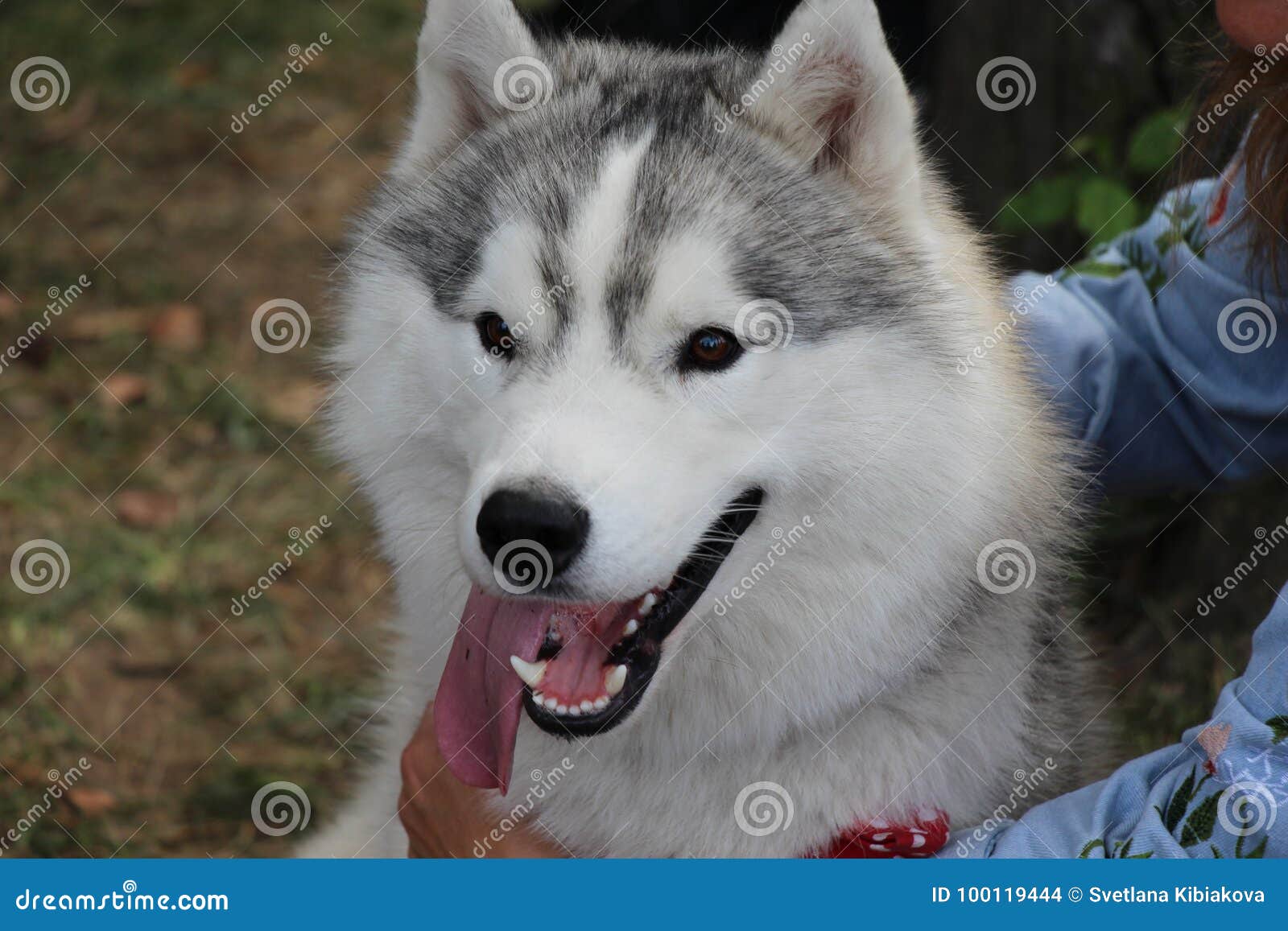 Muzzle of the Siberian Husky / Stock Photo - Image of tongue, mouth ...