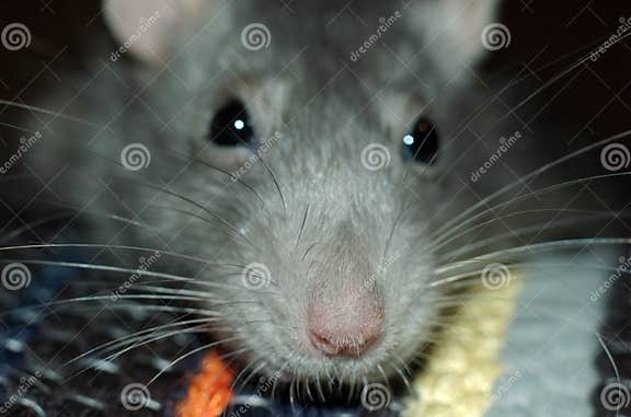 Muzzle of silver rat stock photo. Image of closed, stray - 1683370