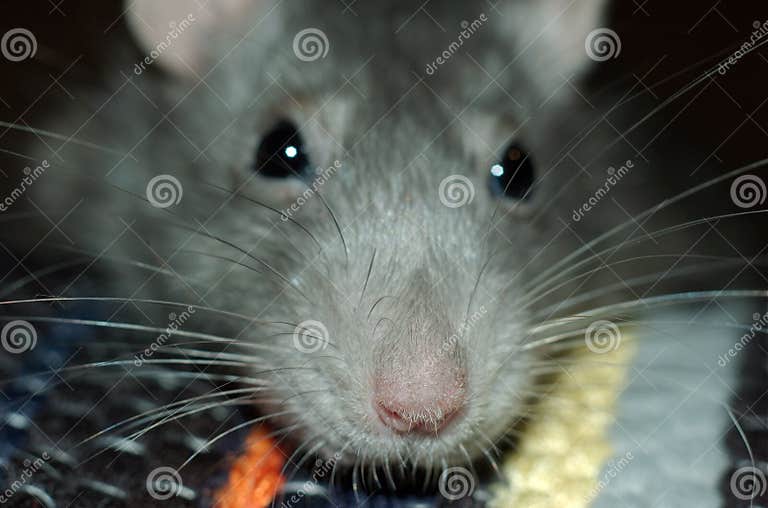 Muzzle of silver rat stock photo. Image of closed, stray - 1683370