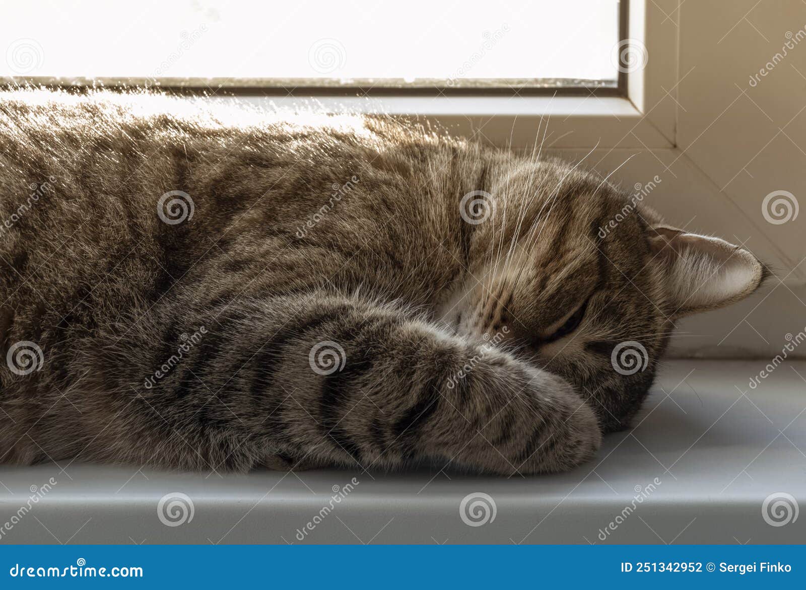 Sleeping cat face stock photo. Image of cute, comfortable - 251342952