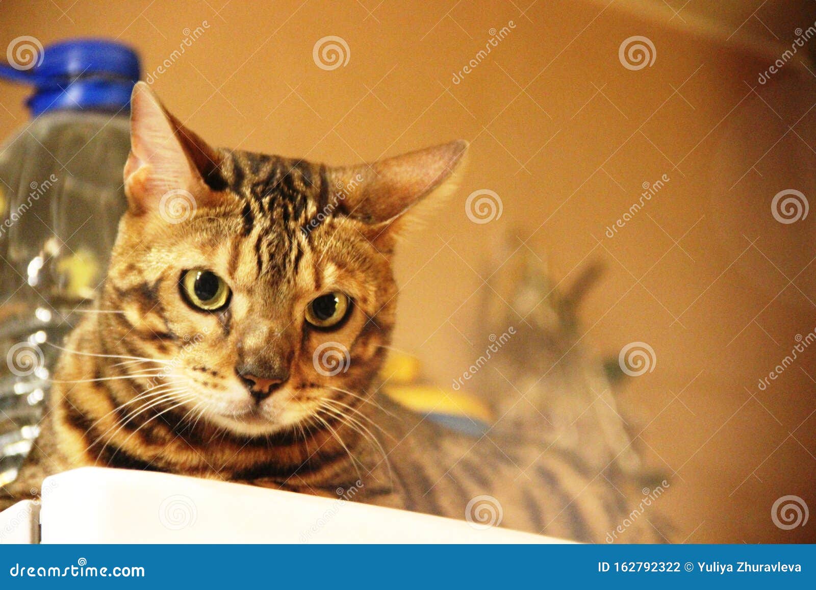 Muzzle Spotted Cat. the Head of a Cat Tiger. the Eyes of a Predator ...