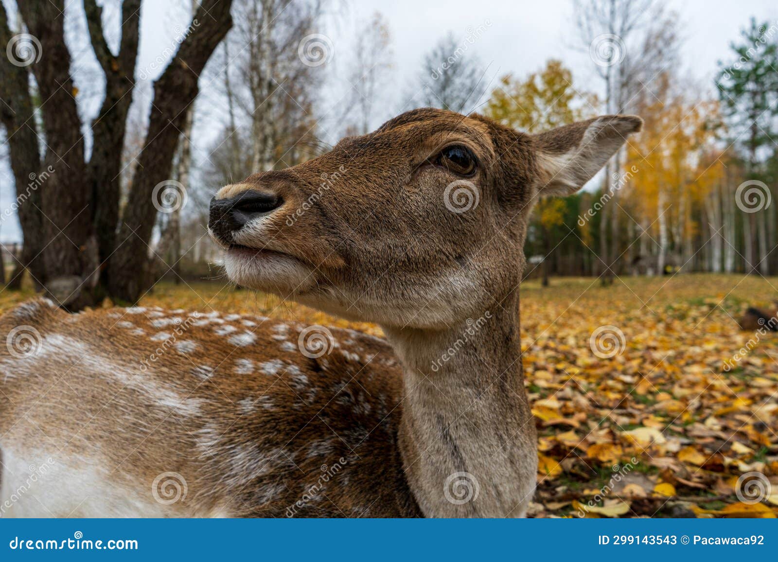 Muzzle of Spotted Deer Doe in Close-up Stock Image - Image of animals ...