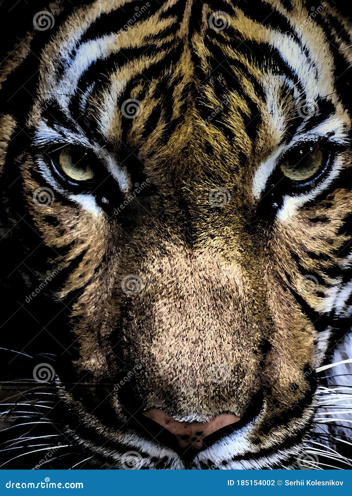 Muzzle of a Striped Tiger, Close-up. Portrait of a Tiger Head Drawing ...