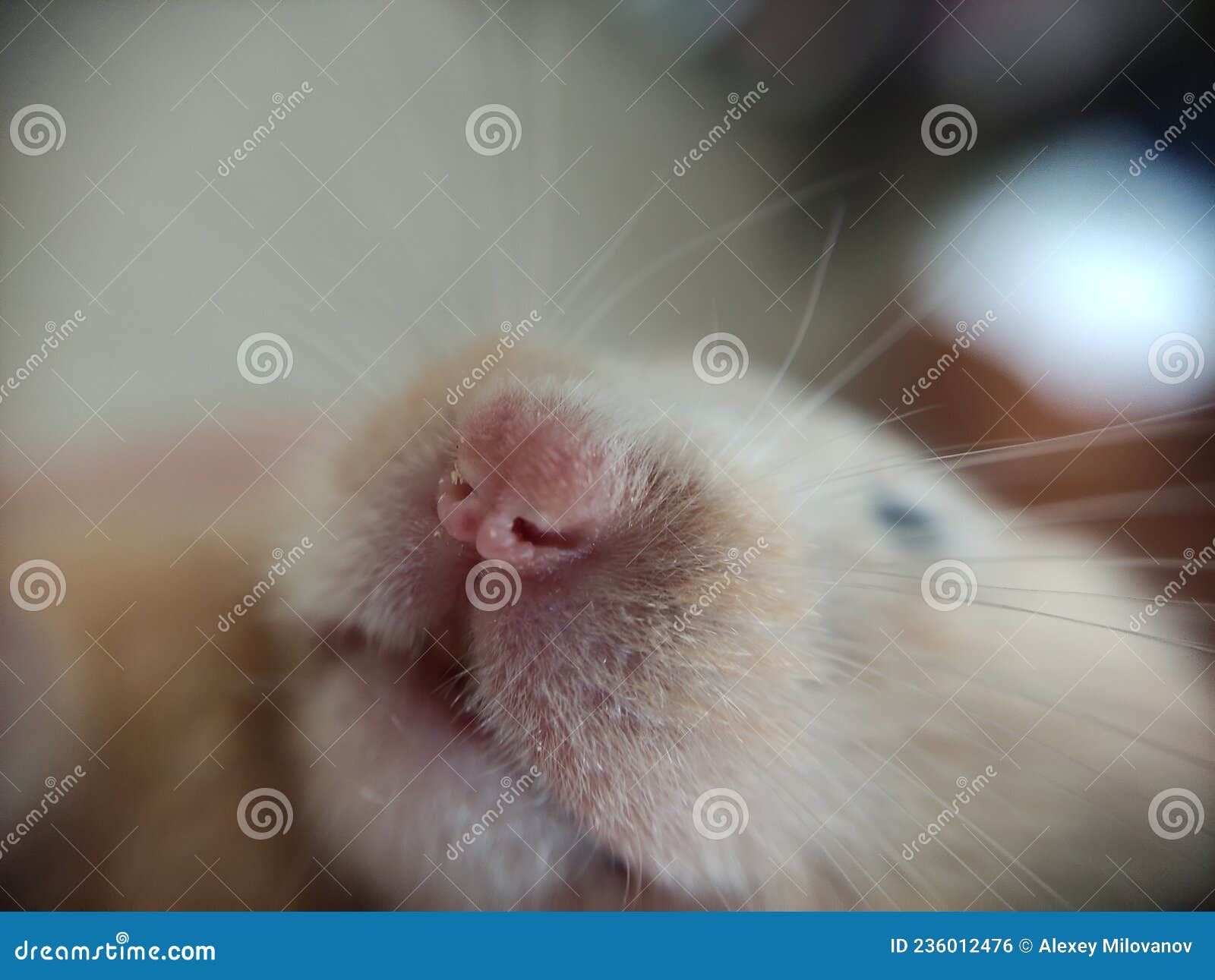 Hamster Teeth Diagram