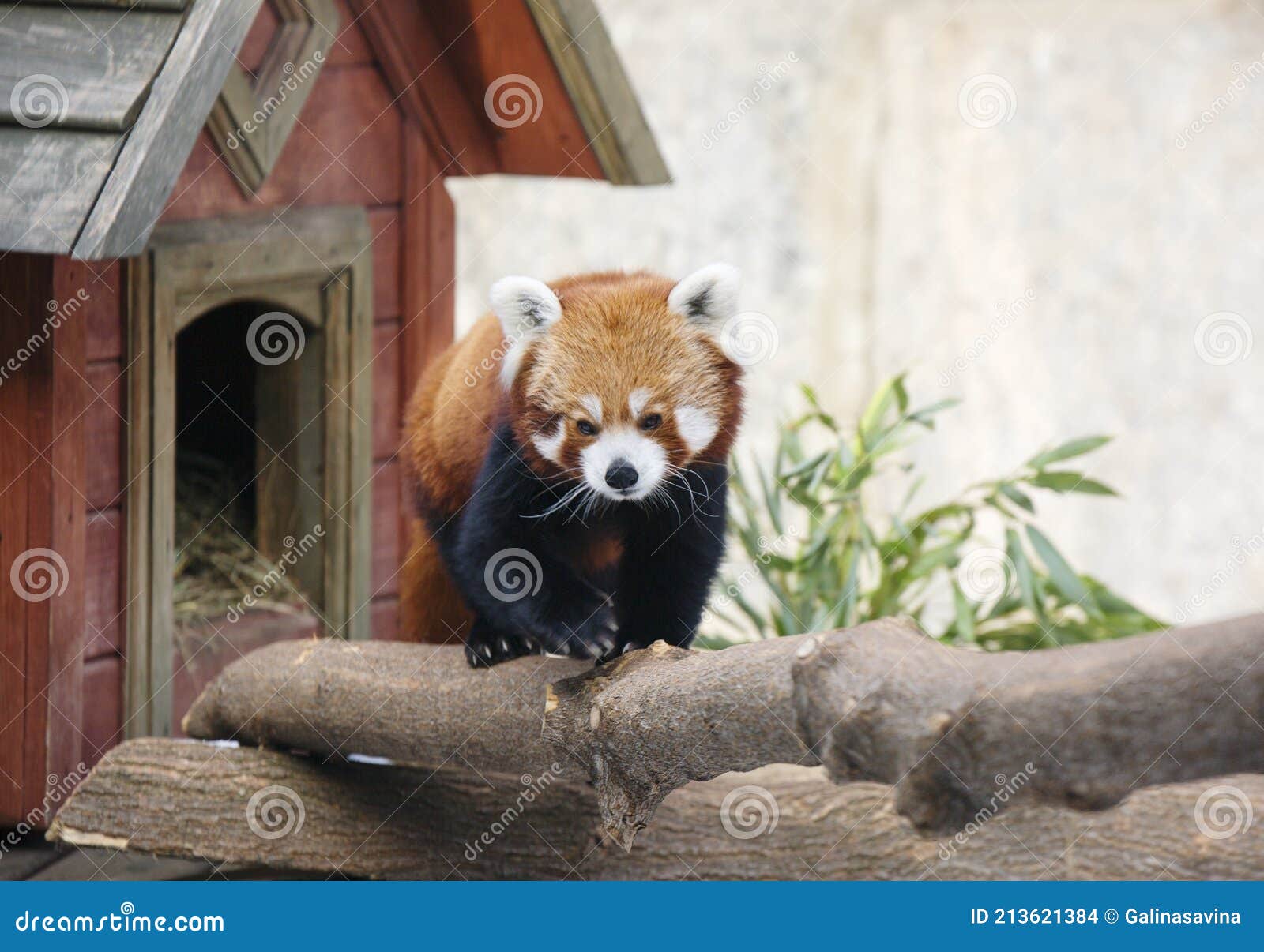 Red panda. stock photo. Image of panda, predator, long - 213621384