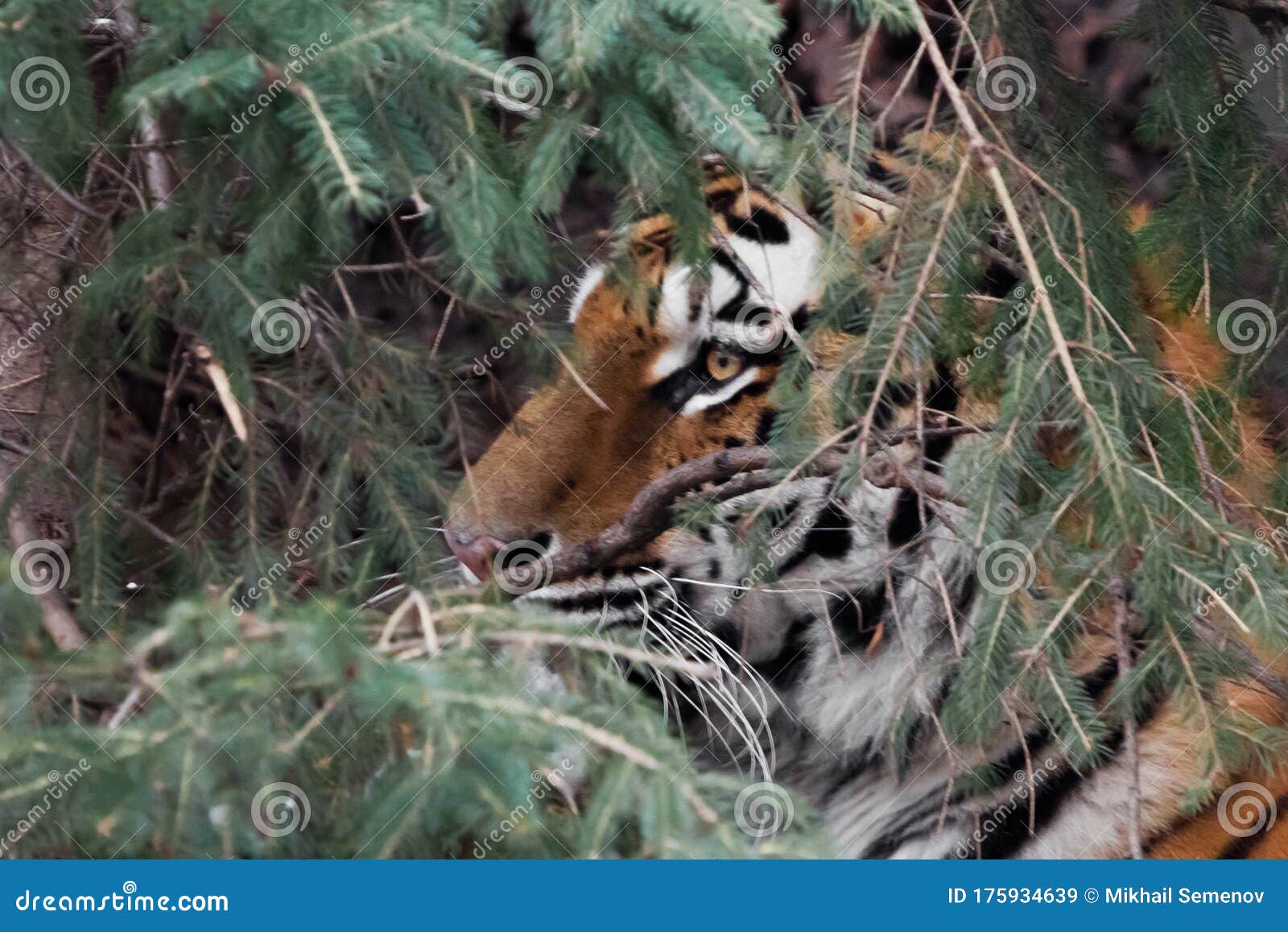 Muzzle in the Thicket. Amur Tiger , Siberian Tiger - a Powerful and ...