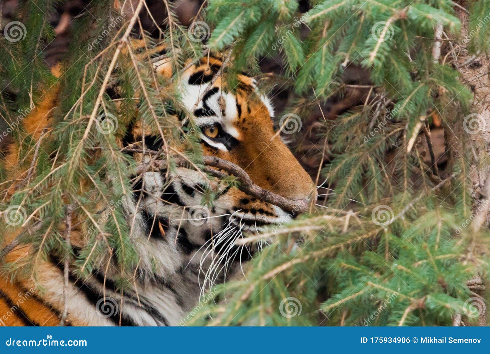 Muzzle in the Thicket. Amur Tiger , Siberian Tiger - a Powerful and ...