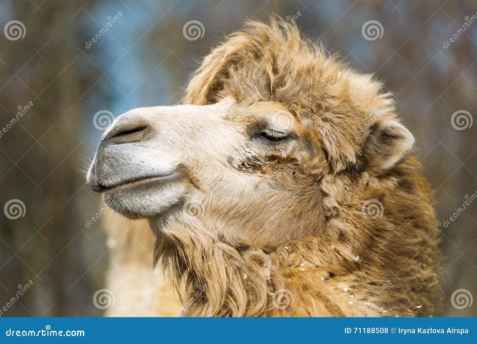 Muzzle of a Two-humped Camel. Stock Photo - Image of cute, single: 71188508