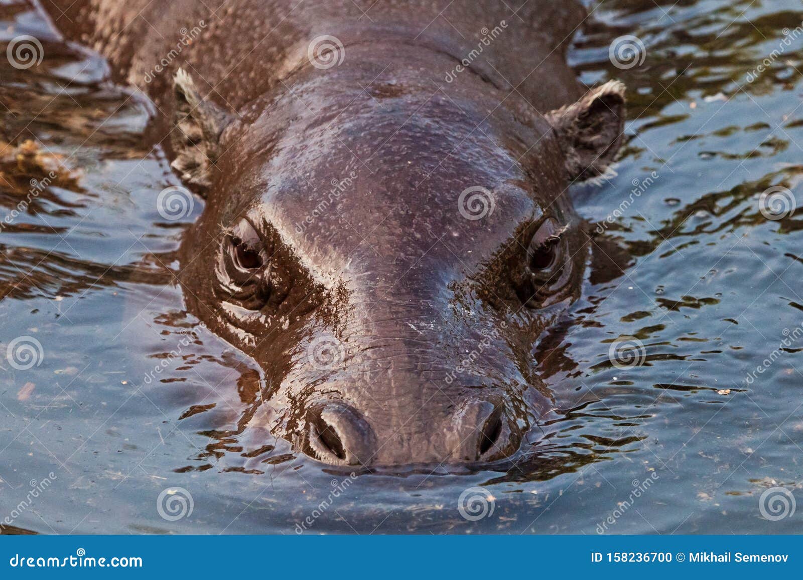Muzzle in the Water. Pygmy Hippo Hippopotamus is a Cute Little Hippo ...