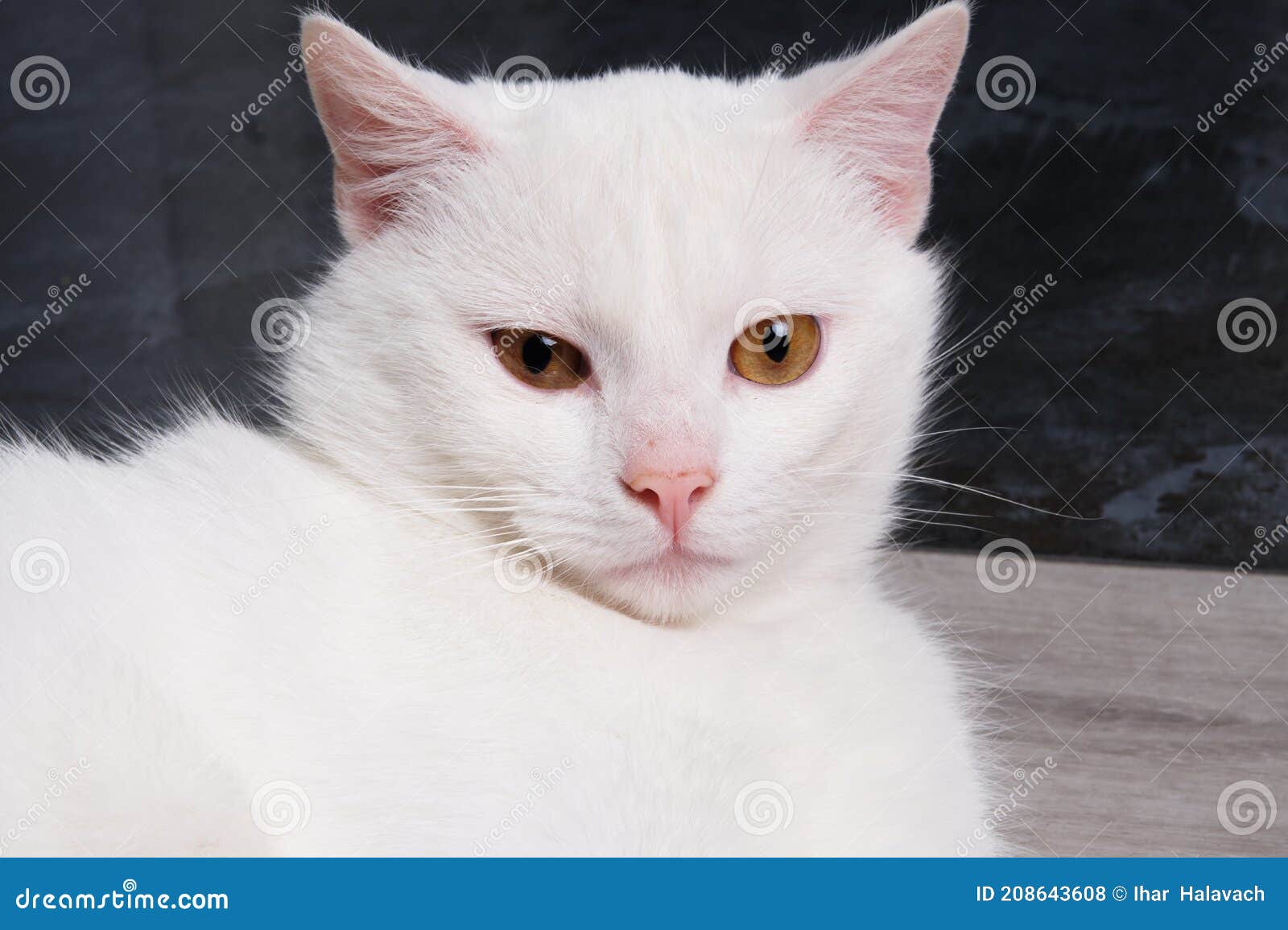 Muzzle of a White Cat Front View Stock Photo - Image of muzzle, long ...