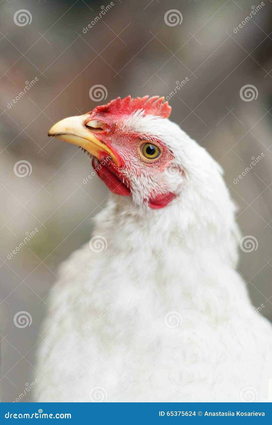 The Muzzle Of A White Sheep Stock Photo | CartoonDealer.com #130025316