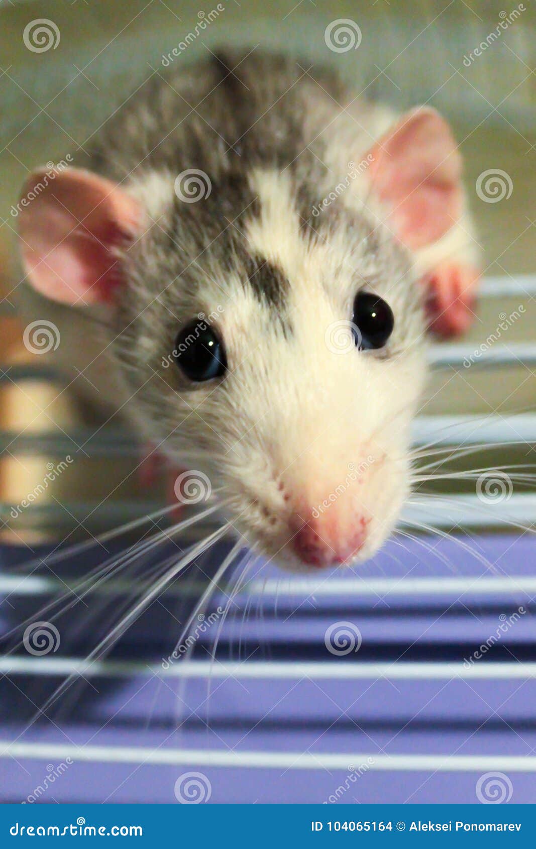 The Muzzle of a White-gray Rat Close-up Stock Photo - Image of hairy ...