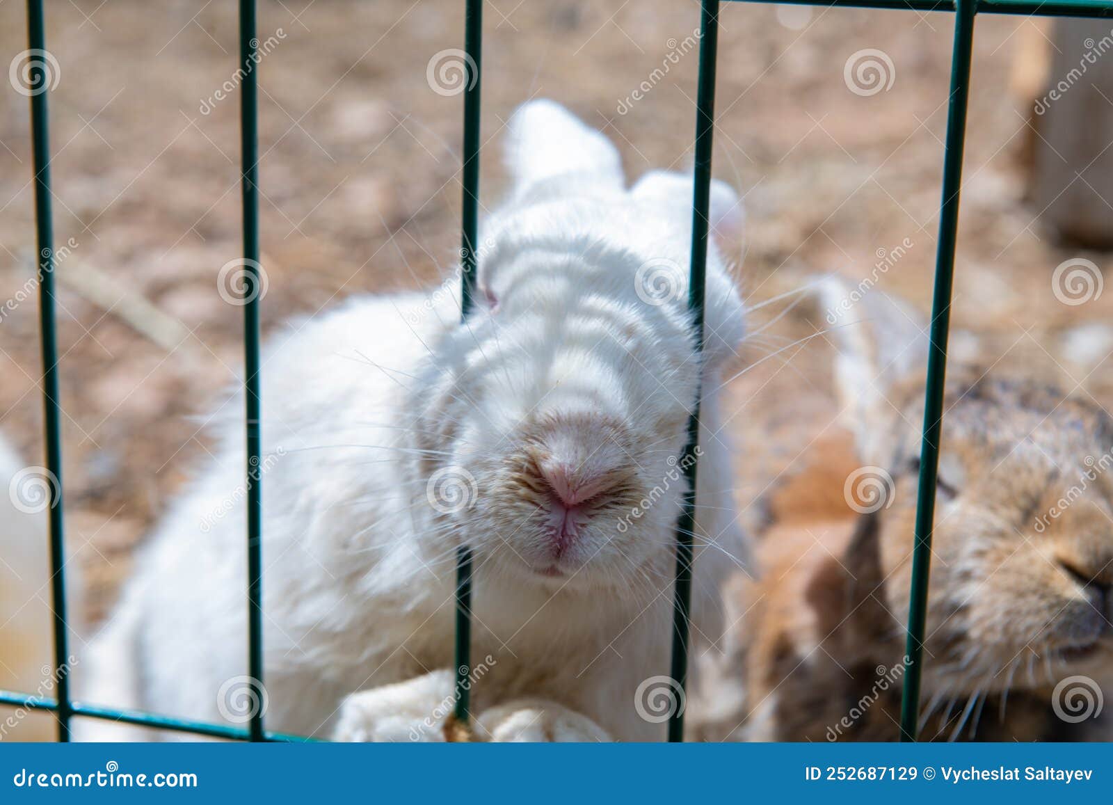 The Muzzle of a White Rabbit Sticks Out between the Bars Stock Image ...