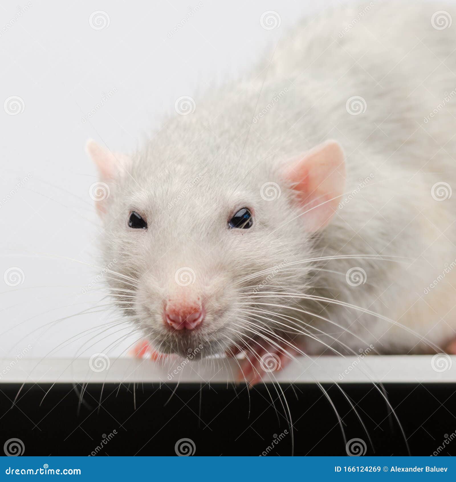 Muzzle of a White Rat Close-up. Silver Rat Looking Directly at the ...