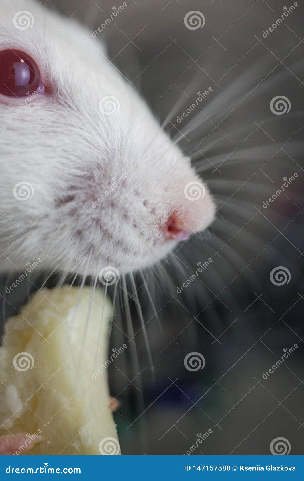 Muzzle of a White Rat in Profile. the Mouse is Looking Forward Stock ...