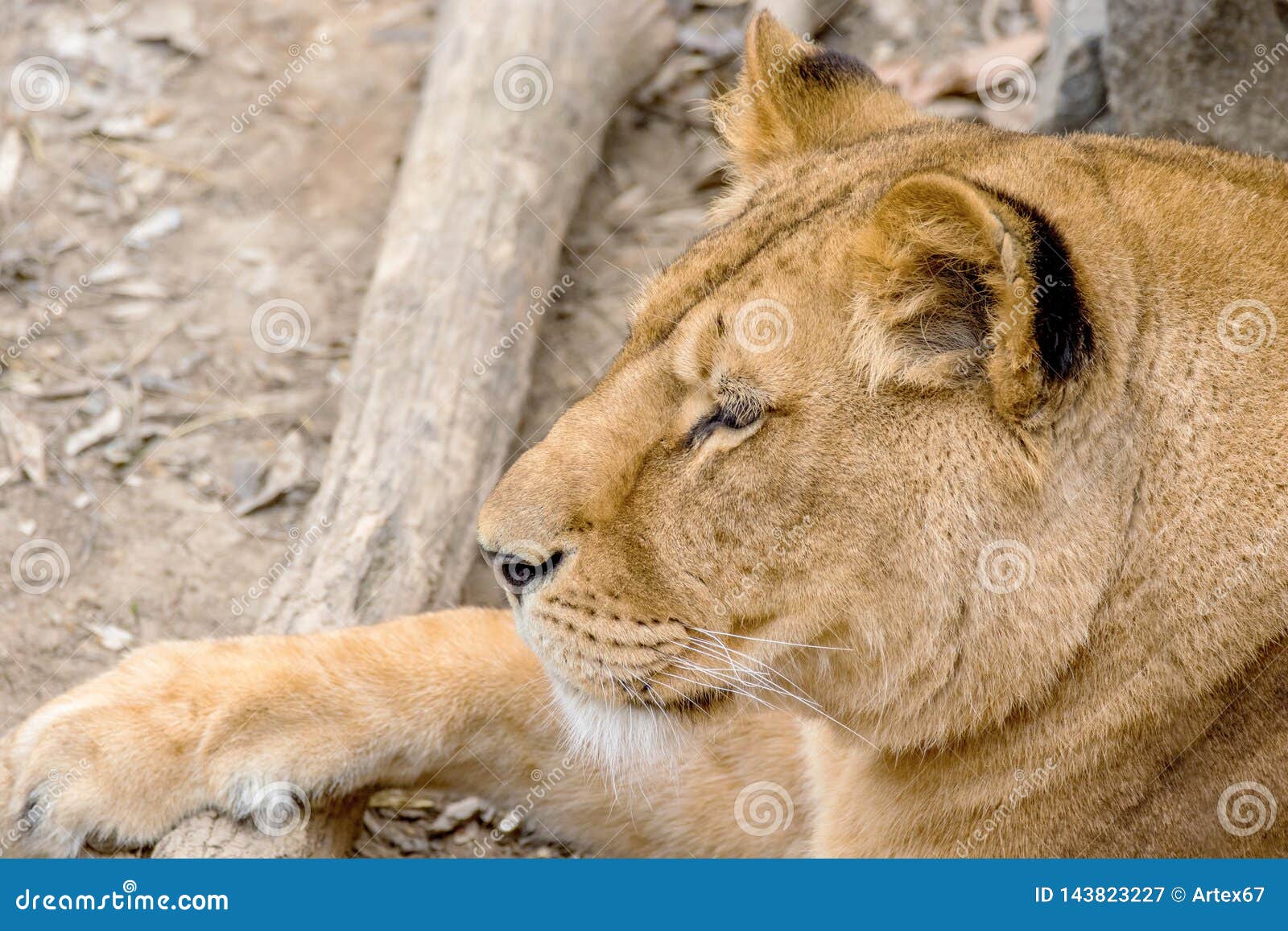 Adult lioness resting stock image. Image of muzzle, lioness - 143823227
