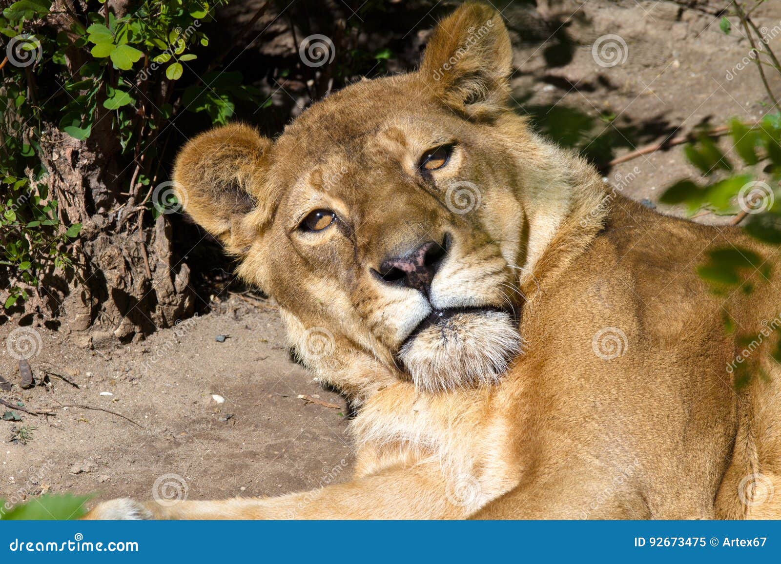 Muzzle Wild Animal Adult Lioness Resting Stock Image - Image of beast ...