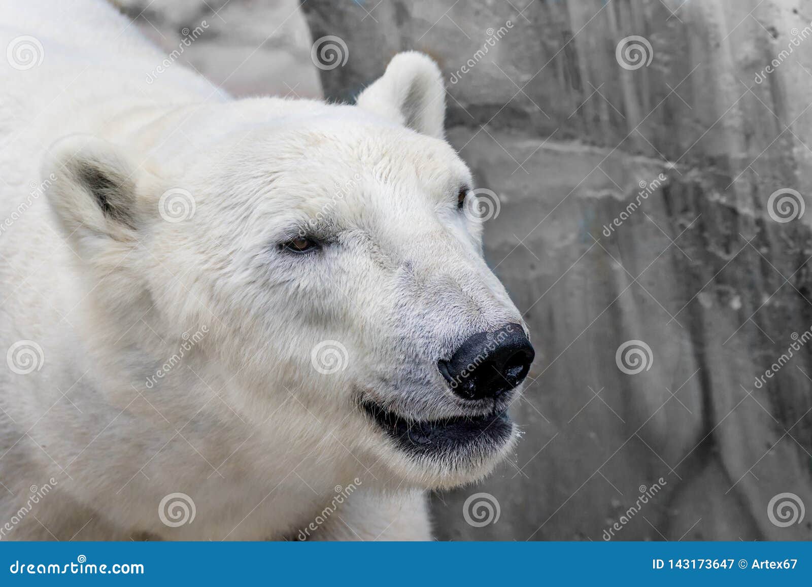 Muzzle of a Wild Animal Polar Bear Stock Image - Image of arctic, male ...