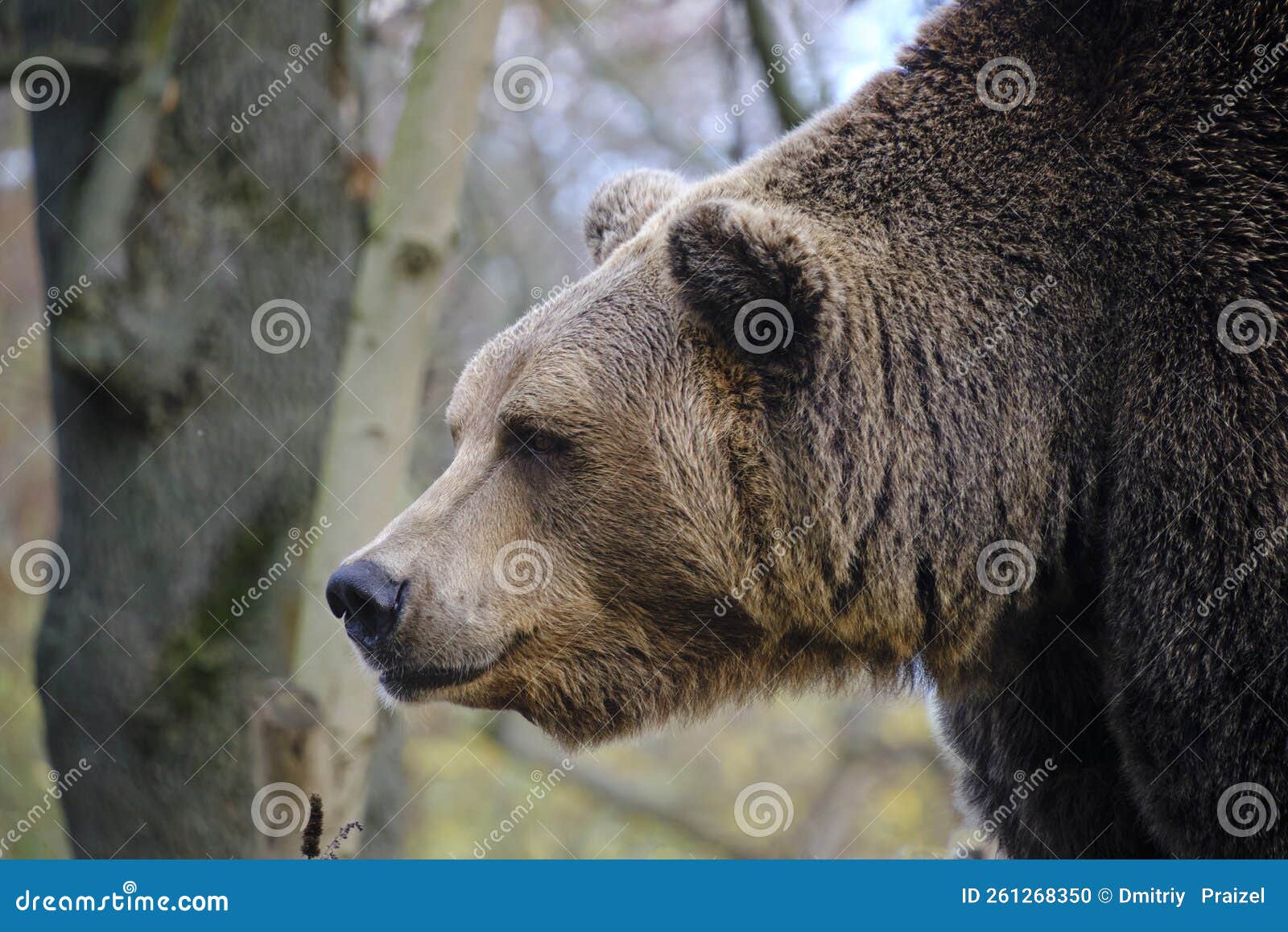 Muzzle Wild Grizzly Bear Close Up. Stock Photo - Image of wild, muzzle ...