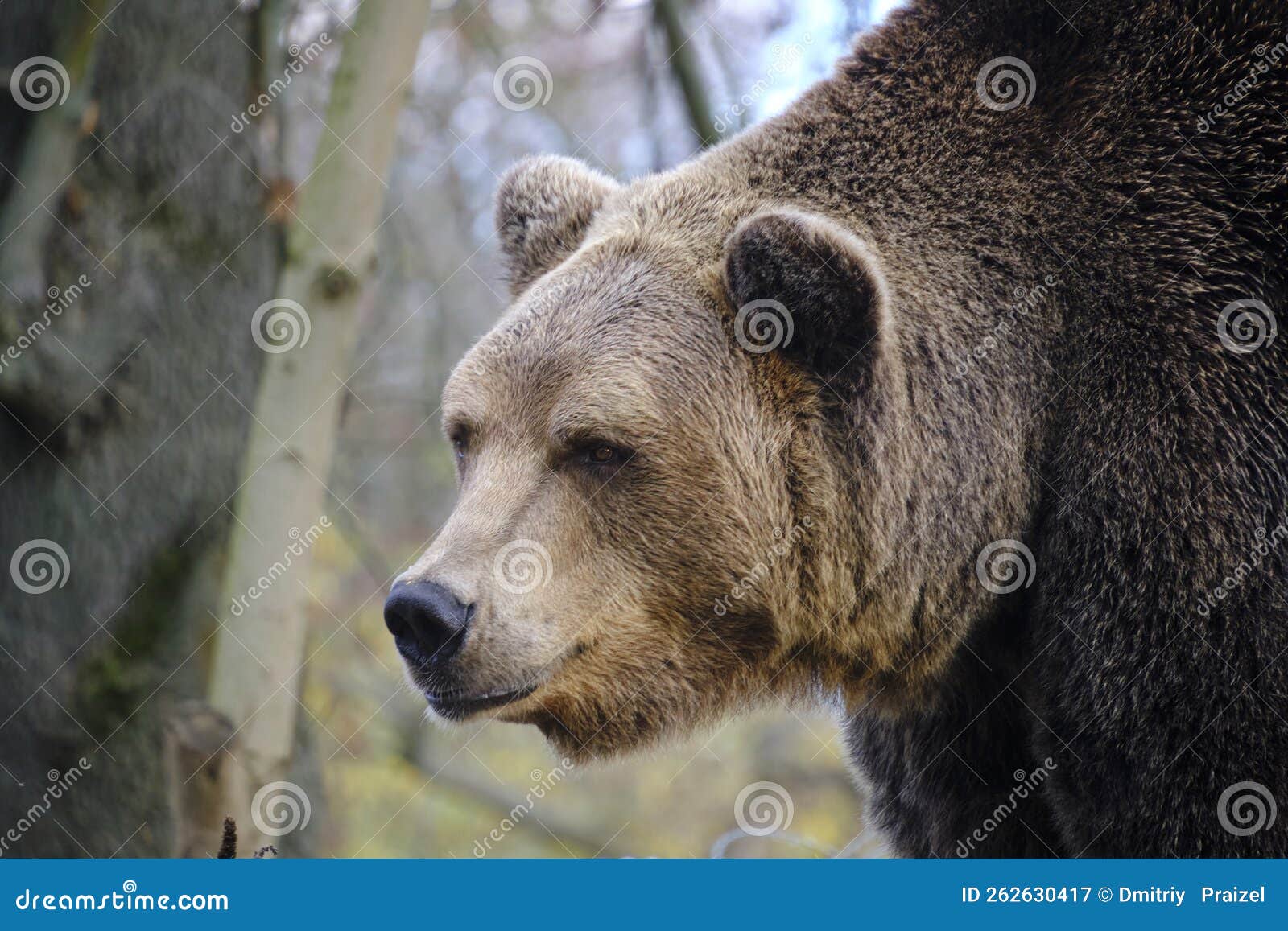 Muzzle Wild Grizzly Bear Close Up. Stock Image - Image of autumn ...