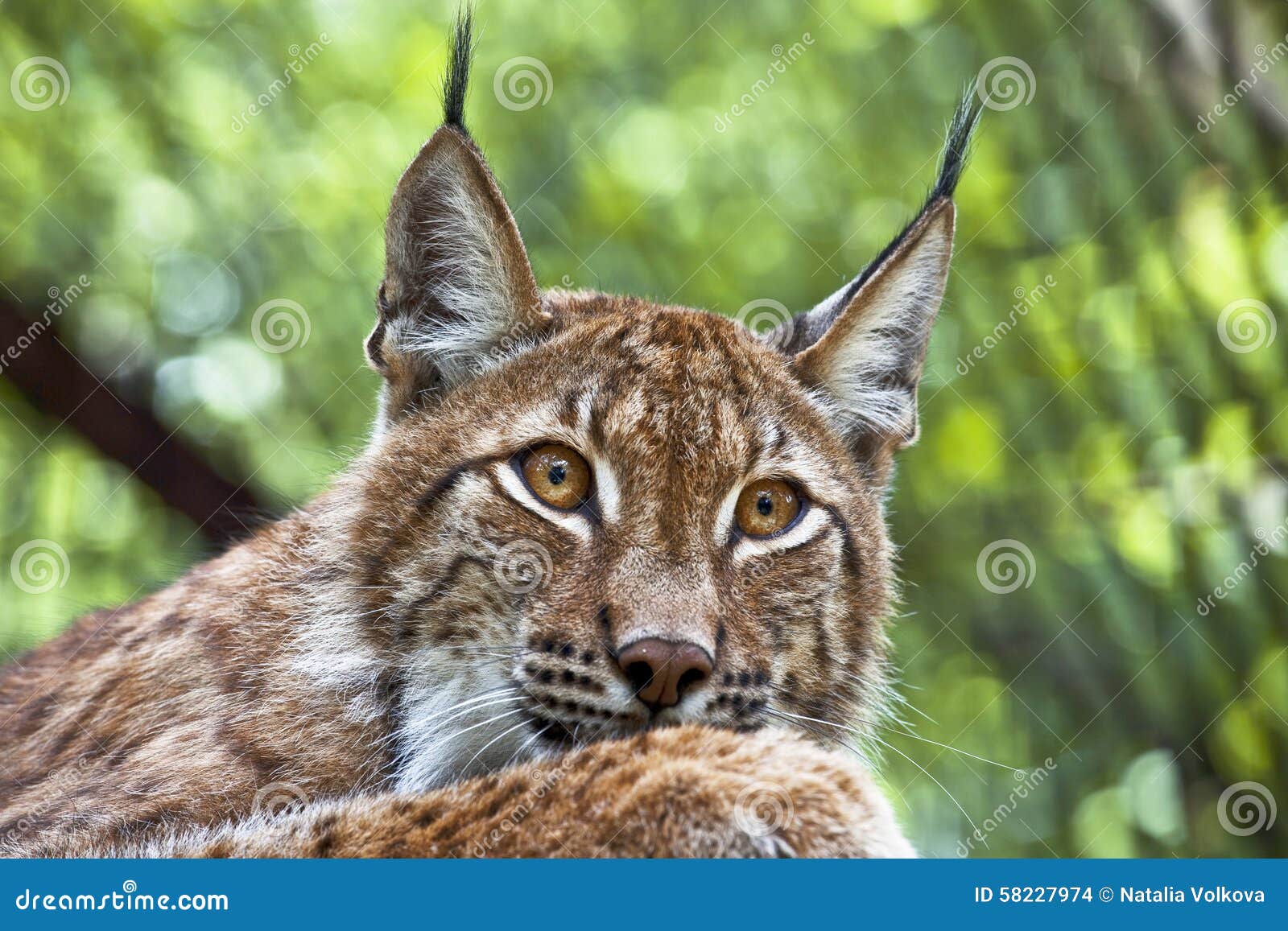 Muzzle of Wild Lynx Close-up Stock Photo - Image of green, closeup ...