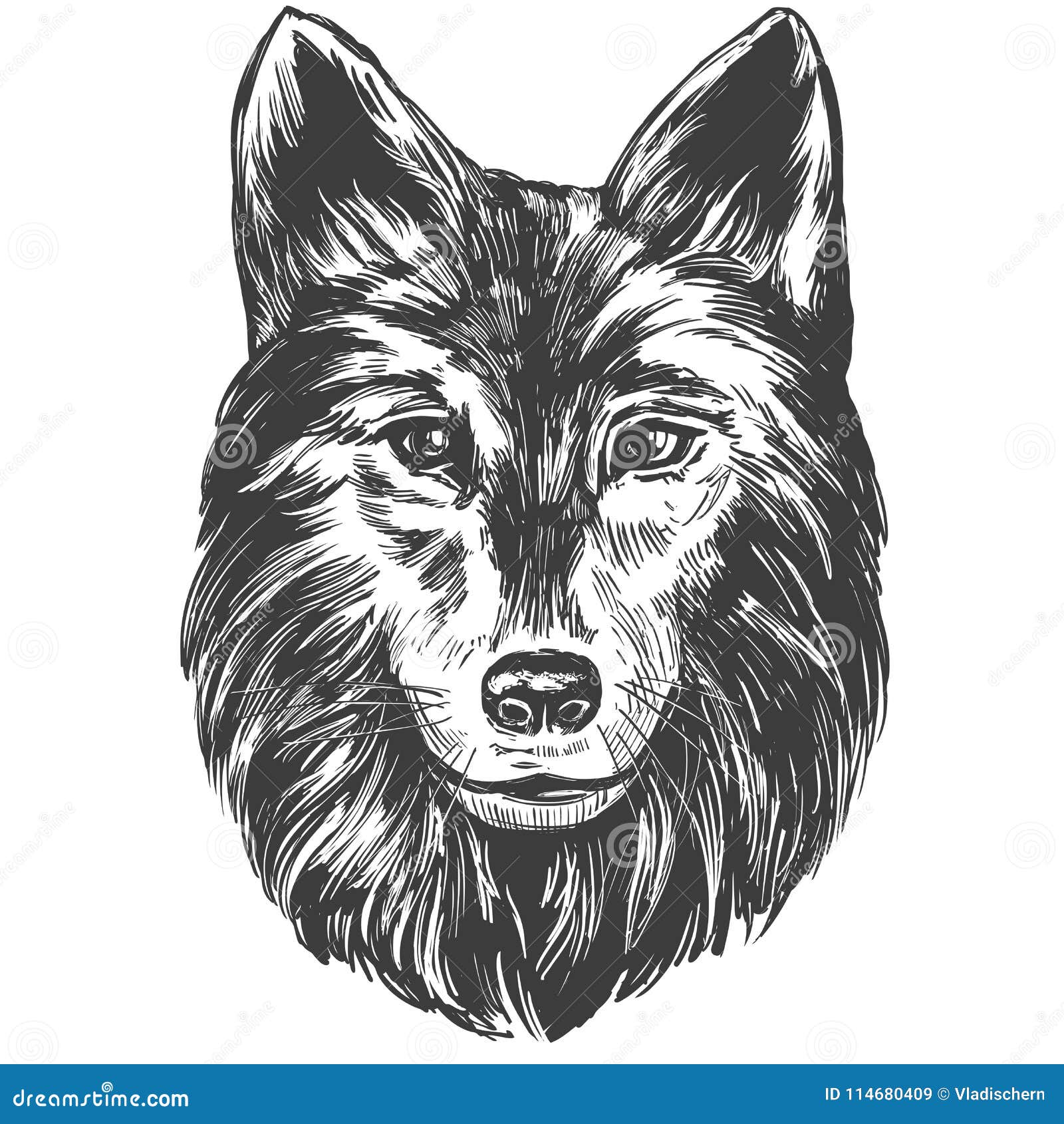 Muzzle of a Wolf, Wildlife Hand Drawn Vector Illustration Realistic ...