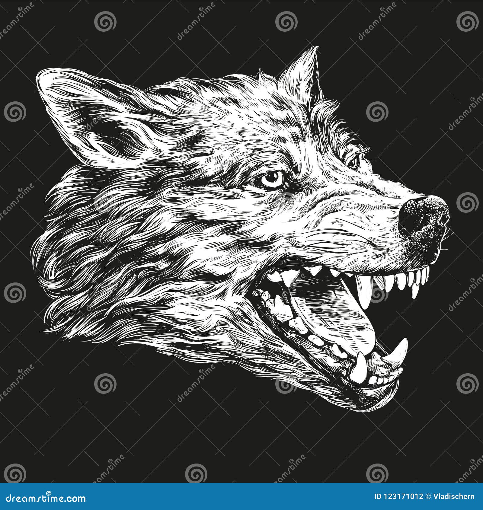 Muzzle Of A Wolf, Wildlife Hand Drawn Vector Illustration Realistic ...