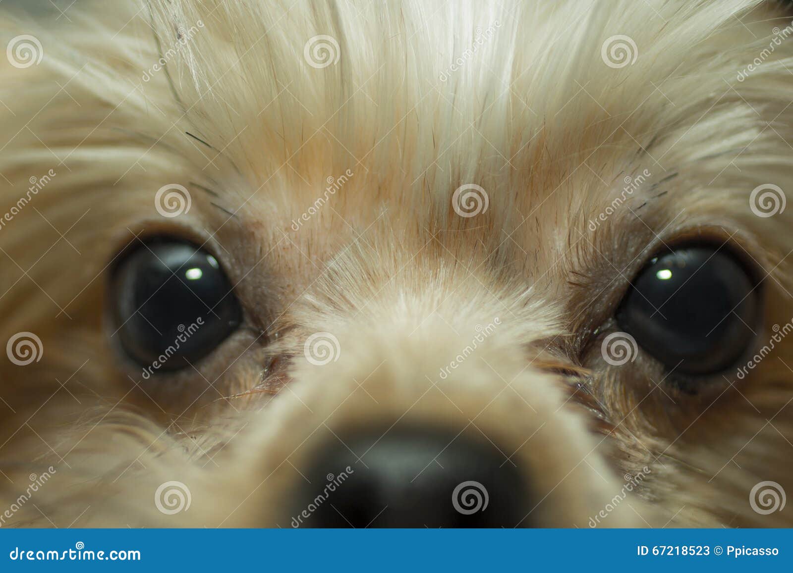 Muzzle Yorkshire Terrier, Close-up Stock Image - Image of brown, beauty ...
