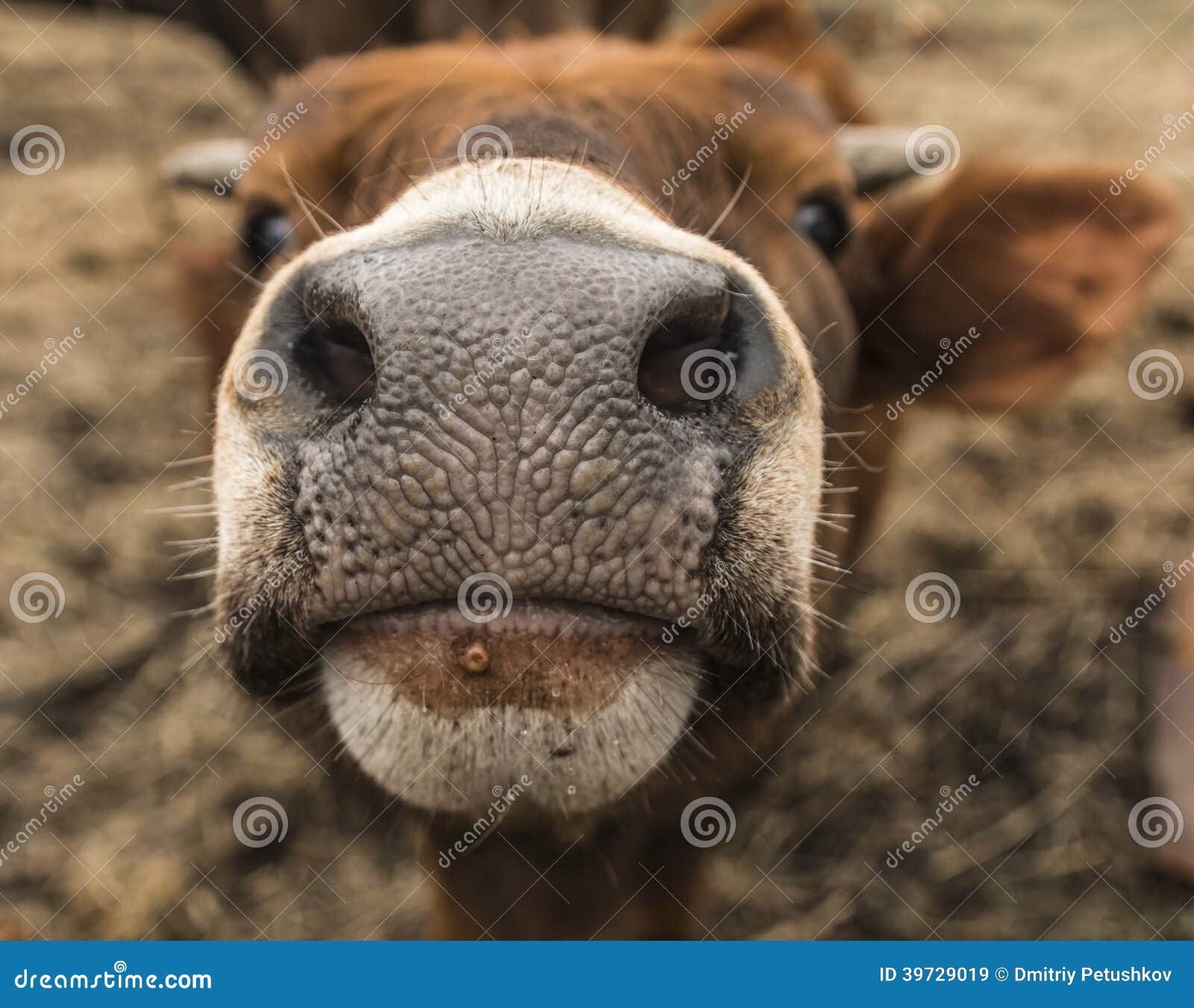 Muzzle of a young cow stock image. Image of wool, texture - 39729019