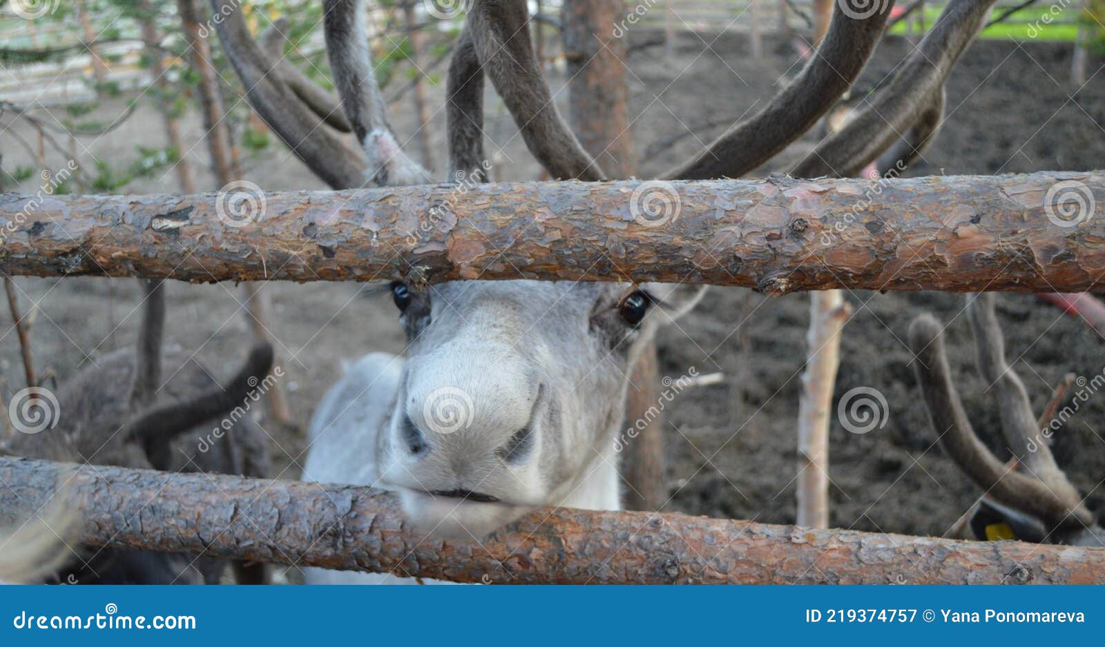 MUZZLE of a YOUNG DEER stock image. Image of branch - 219374757