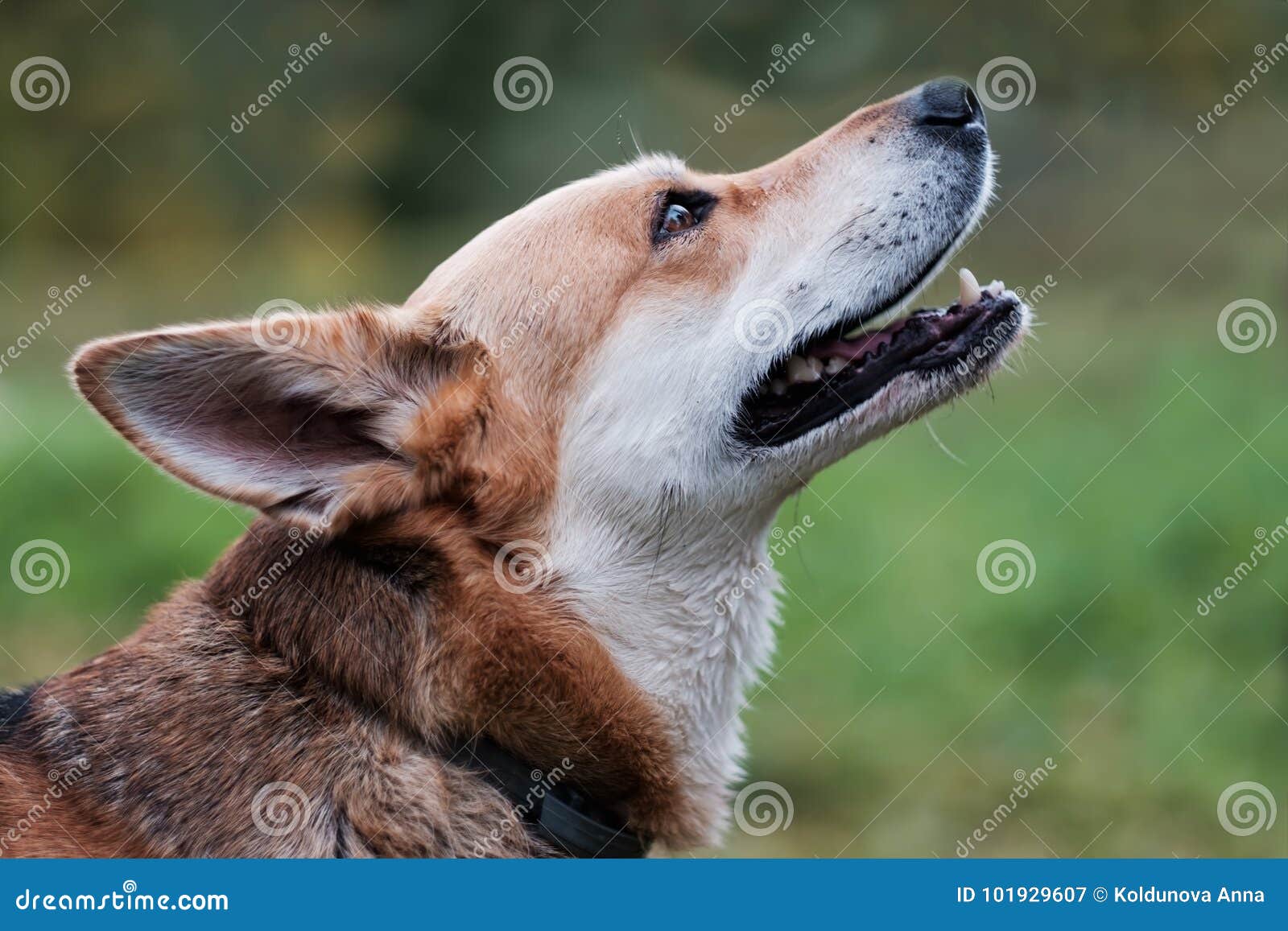 Muzzle of a Young Mongrel of Red Color from a Short Distance. Stock ...