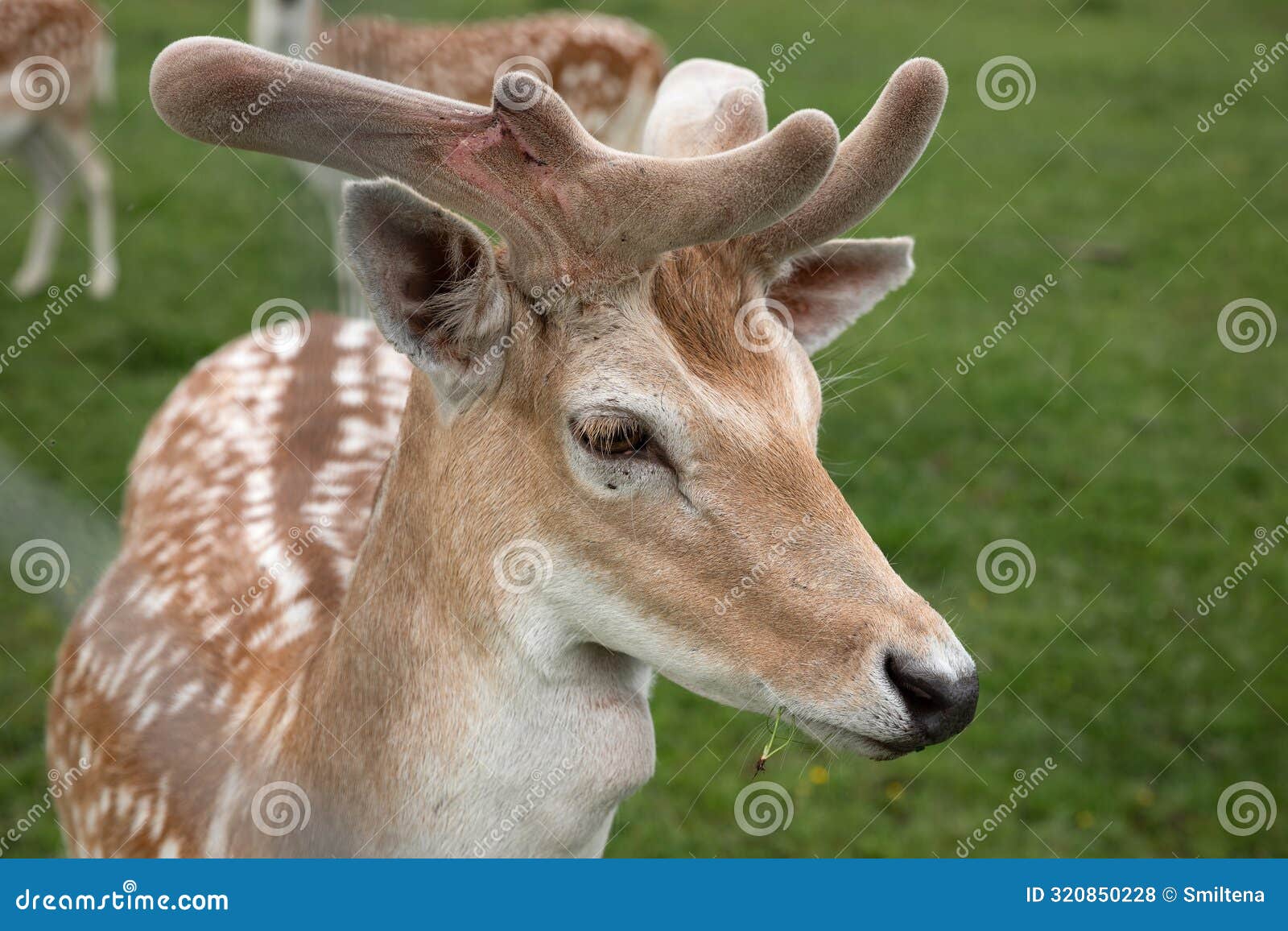 Muzzle of a Young Sika Deer Close Up Stock Photo - Image of beautiful ...