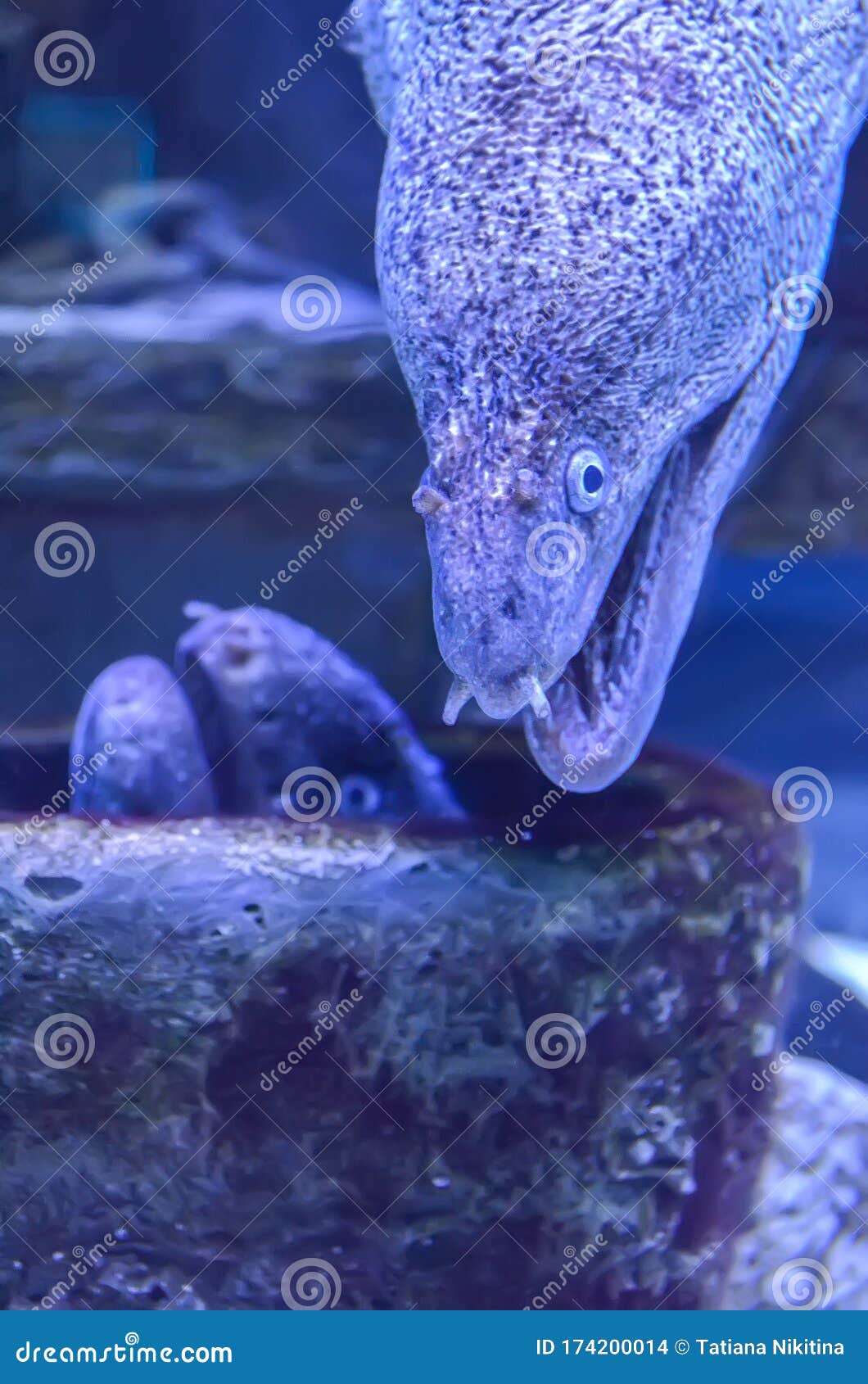 The Muzzles of Two Moray Eels Under the Water Close-up Stock Photo ...