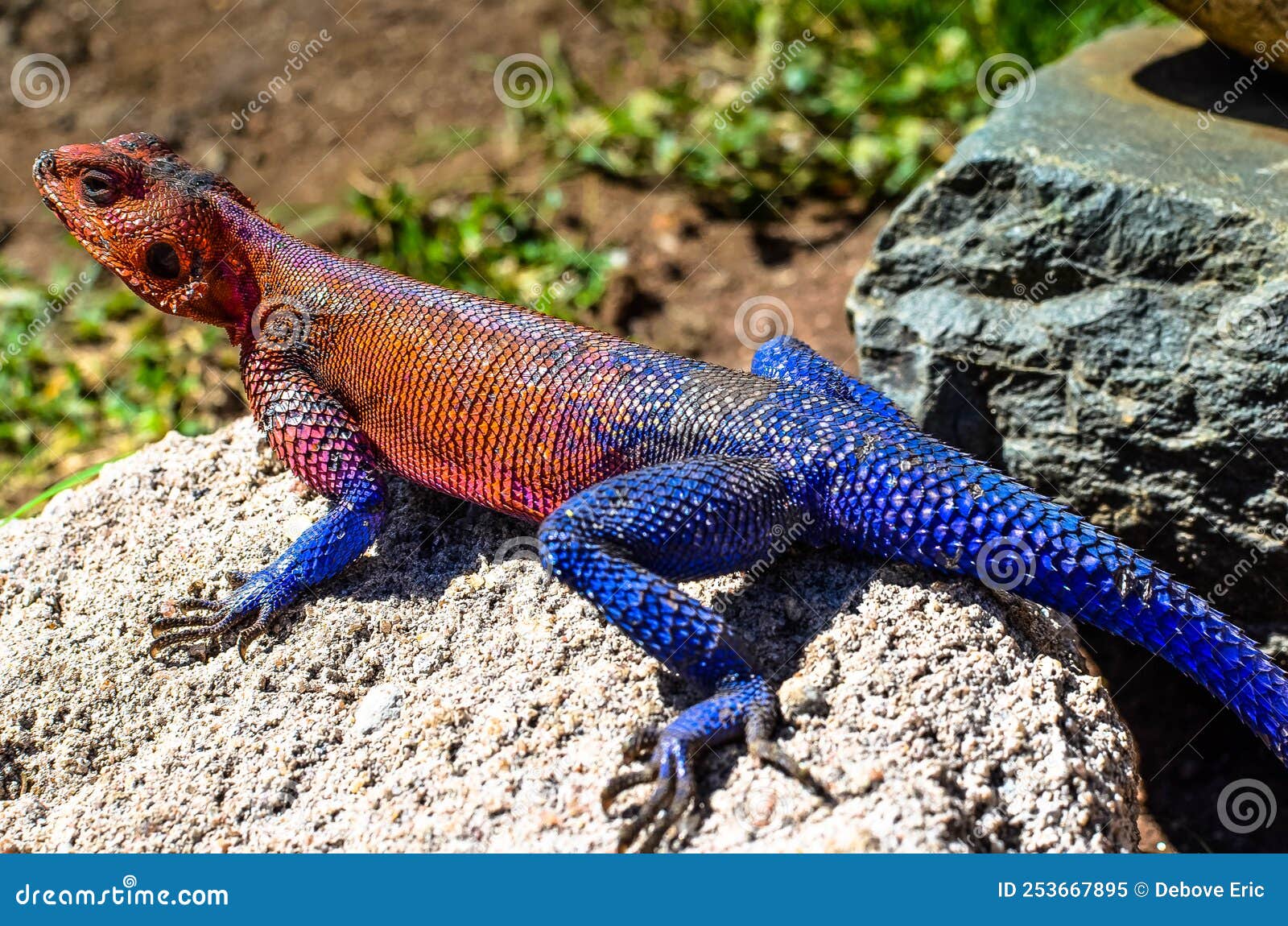 Mwanza Agama or Spiderman Lizard in Close-up Stock Image - Image of ...