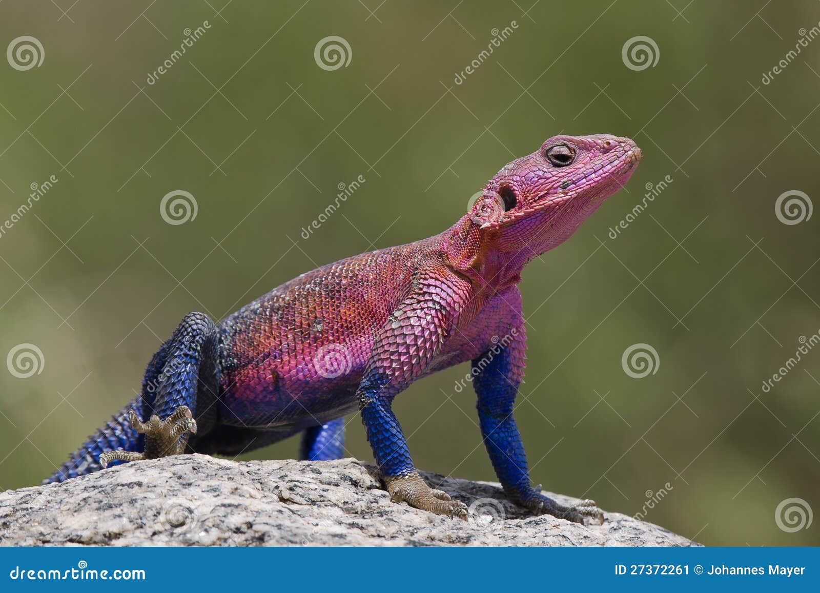 Rock Agama Stock Image | CartoonDealer.com #51137407
