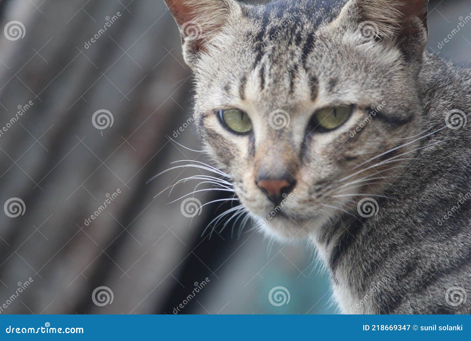 My angry cat . Meow stock image. Image of angry, crazycat - 218669347
