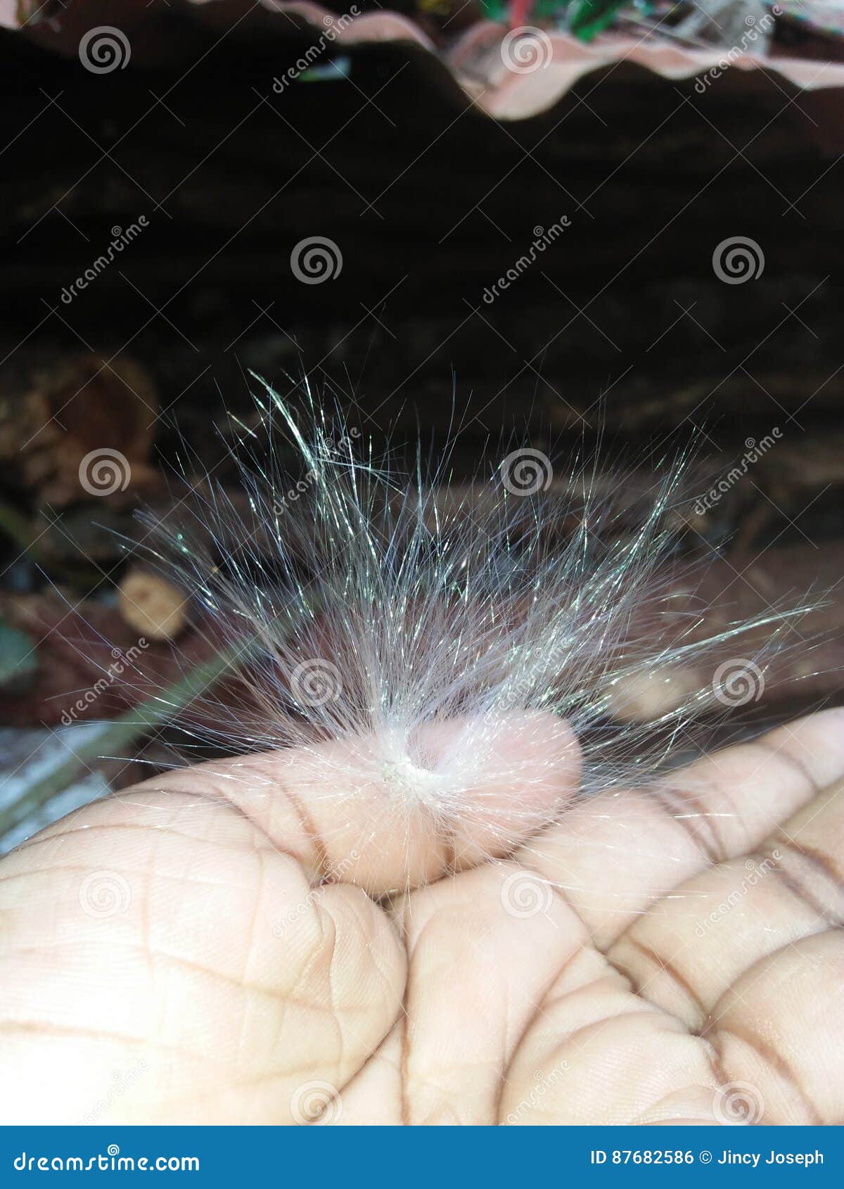 My appuppan thaadi stock photo. Image of thaadi, hand - 87682586