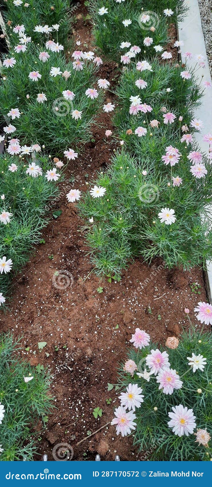 My backyard daisies stock photo. Image of white, daidies - 287170572