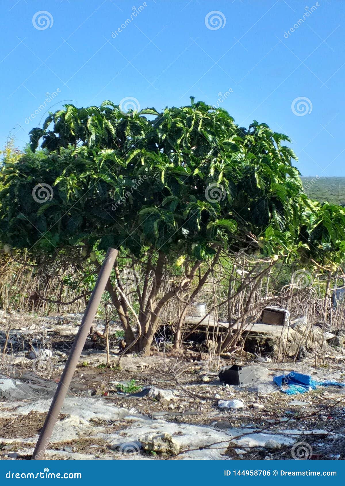 Nooni Tree Stock Photos - Free & Royalty-Free Stock Photos from Dreamstime