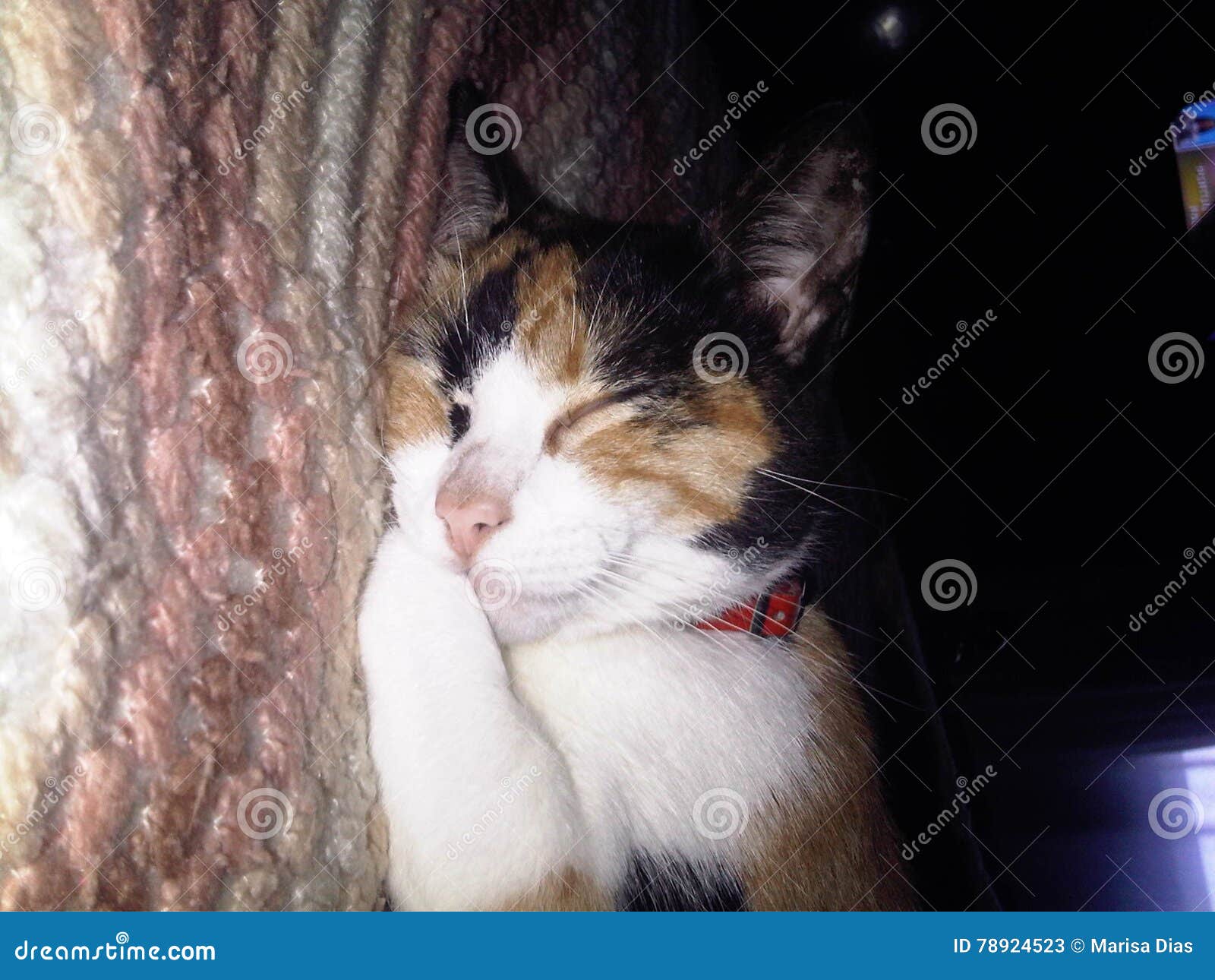 My beautiful cat napping stock image. Image of life, hard - 78924523