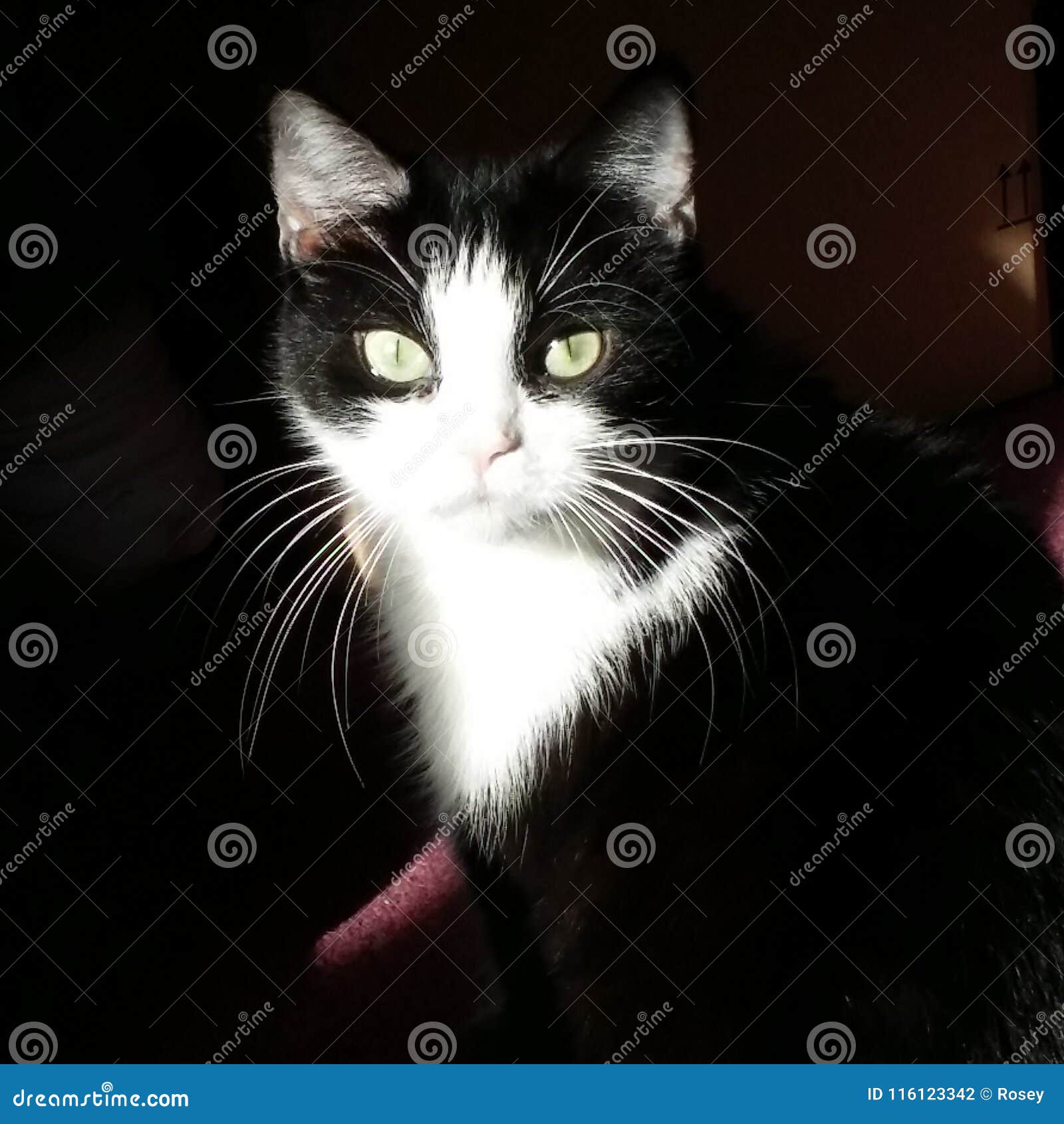 Pretty Kitty stock photo. Image of beautiful, kitty - 116123342