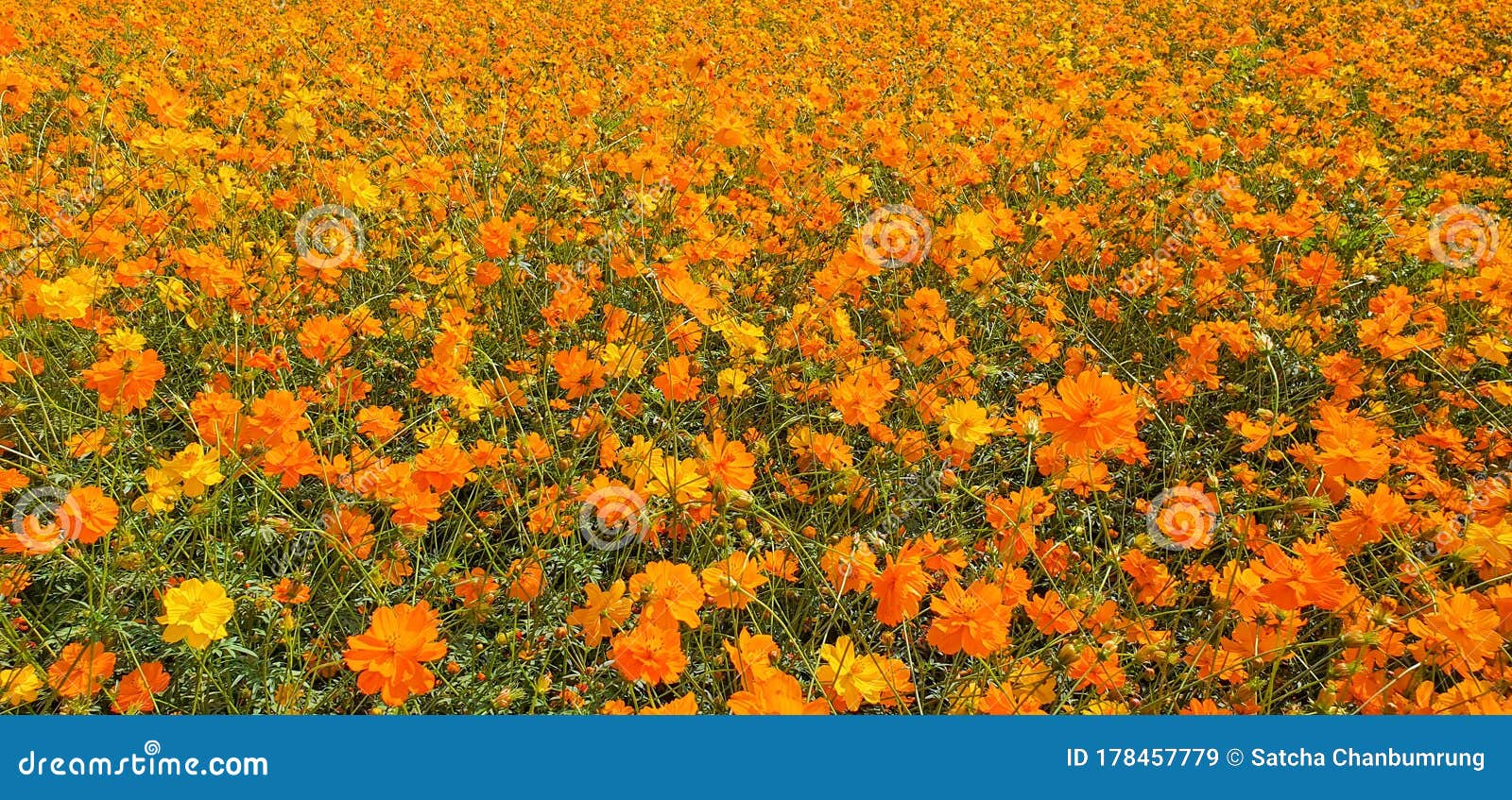My beautiful marigold stock image. Image of leaf, autumn - 178457779