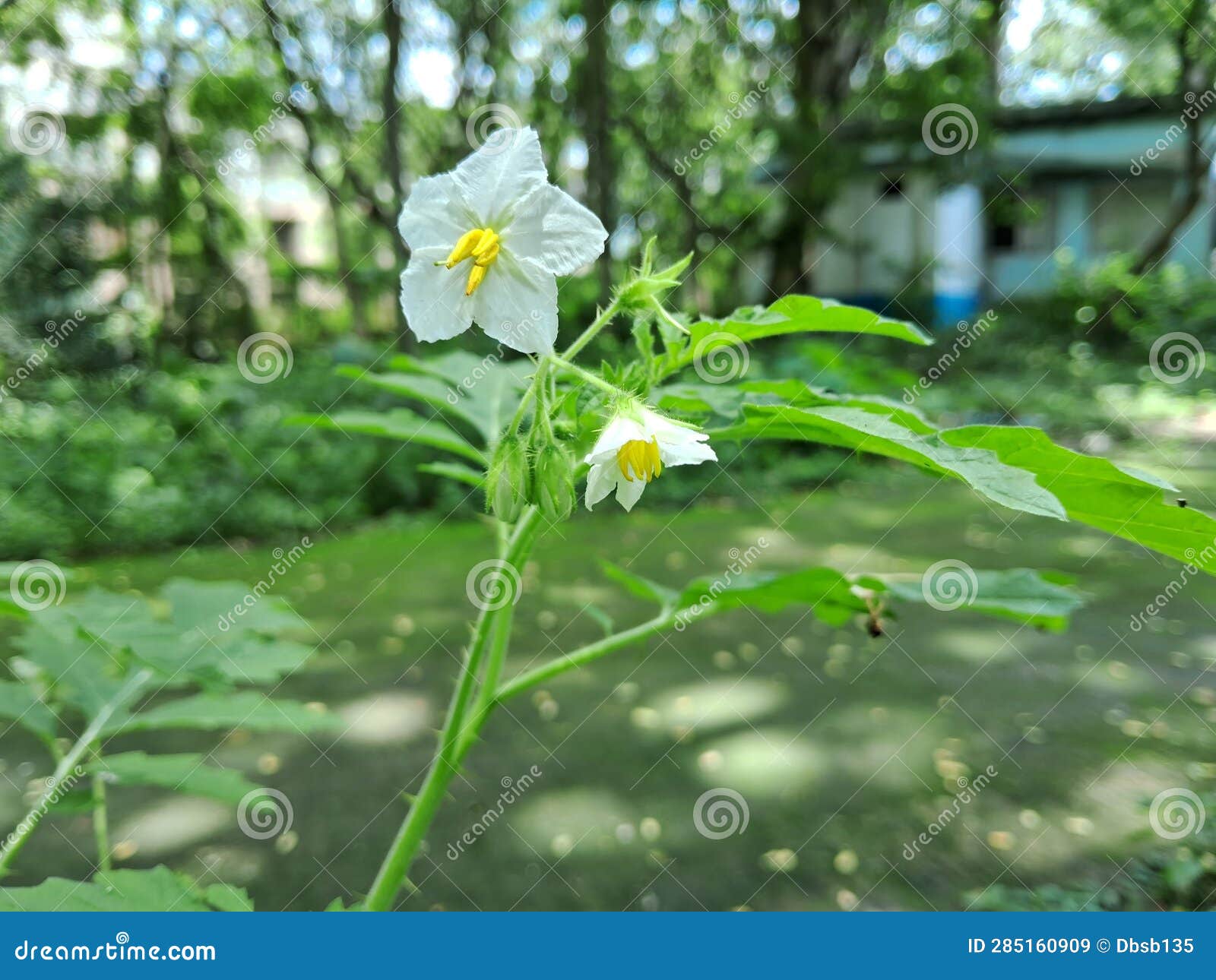 Beautiful Monsoon Flower in My Garden Stock Image - Image of flower ...