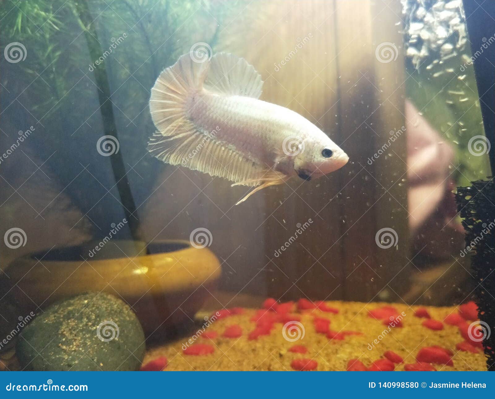 My betta fish stock photo. Image of fish, betta, tank - 140998580