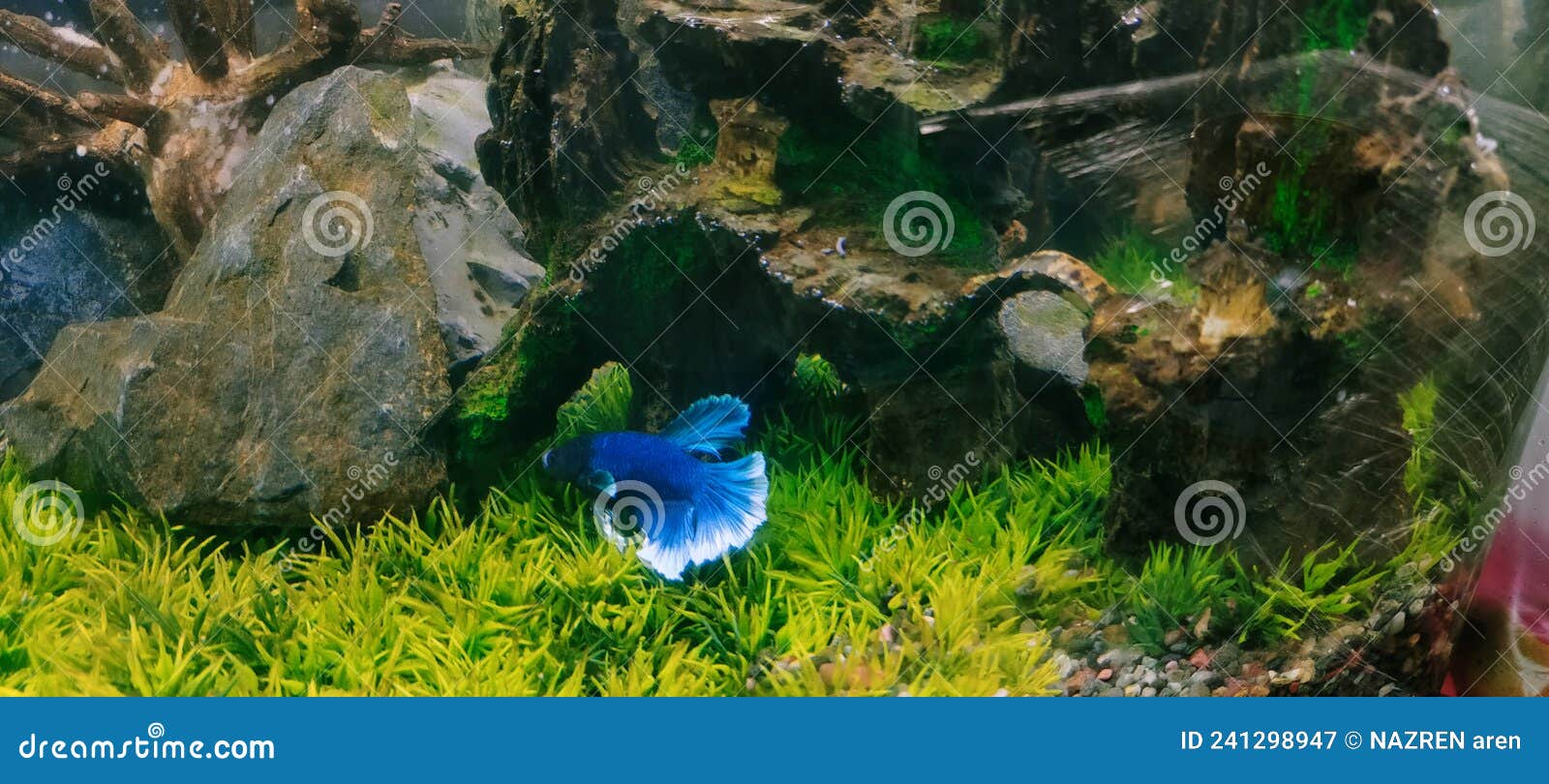My Betta Fish in Small Aquarium Stock Image - Image of small, betta ...
