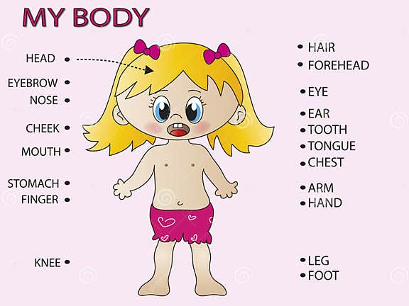 My body stock illustration. Illustration of happy, knee - 26964328