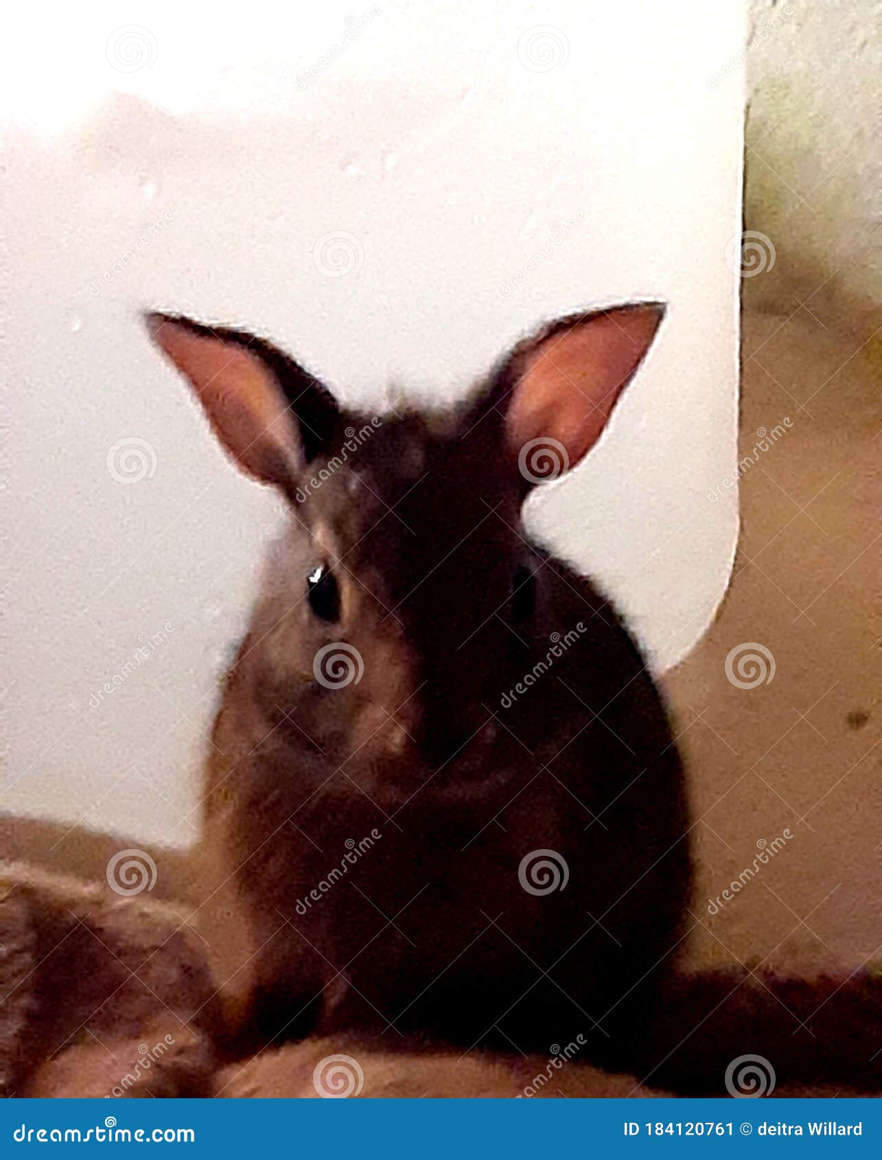 MY bunny spaz stock image. Image of animal, rabbit, mammal - 184120761